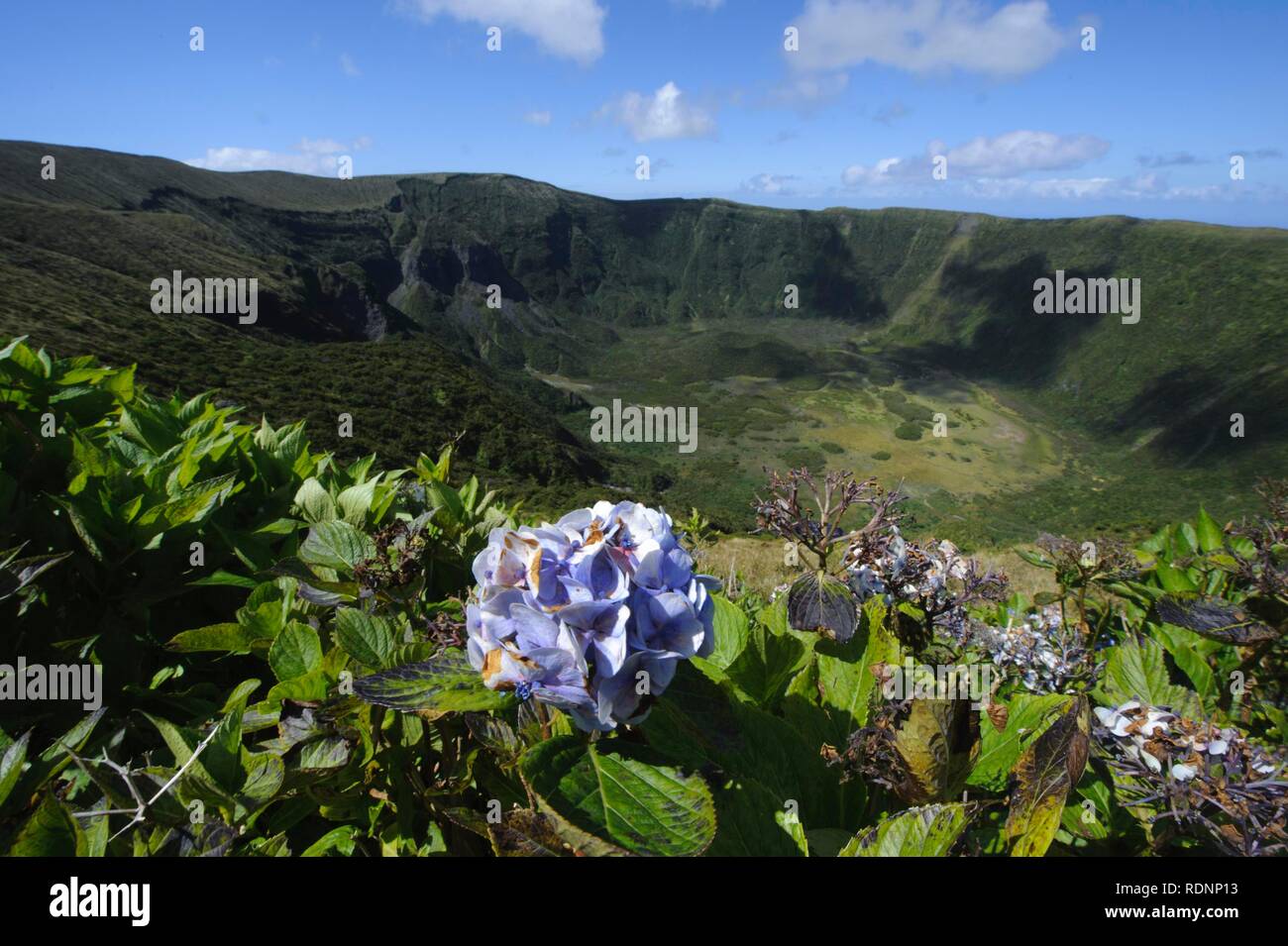 Azoren arten -Fotos und -Bildmaterial in hoher Auflösung – Alamy