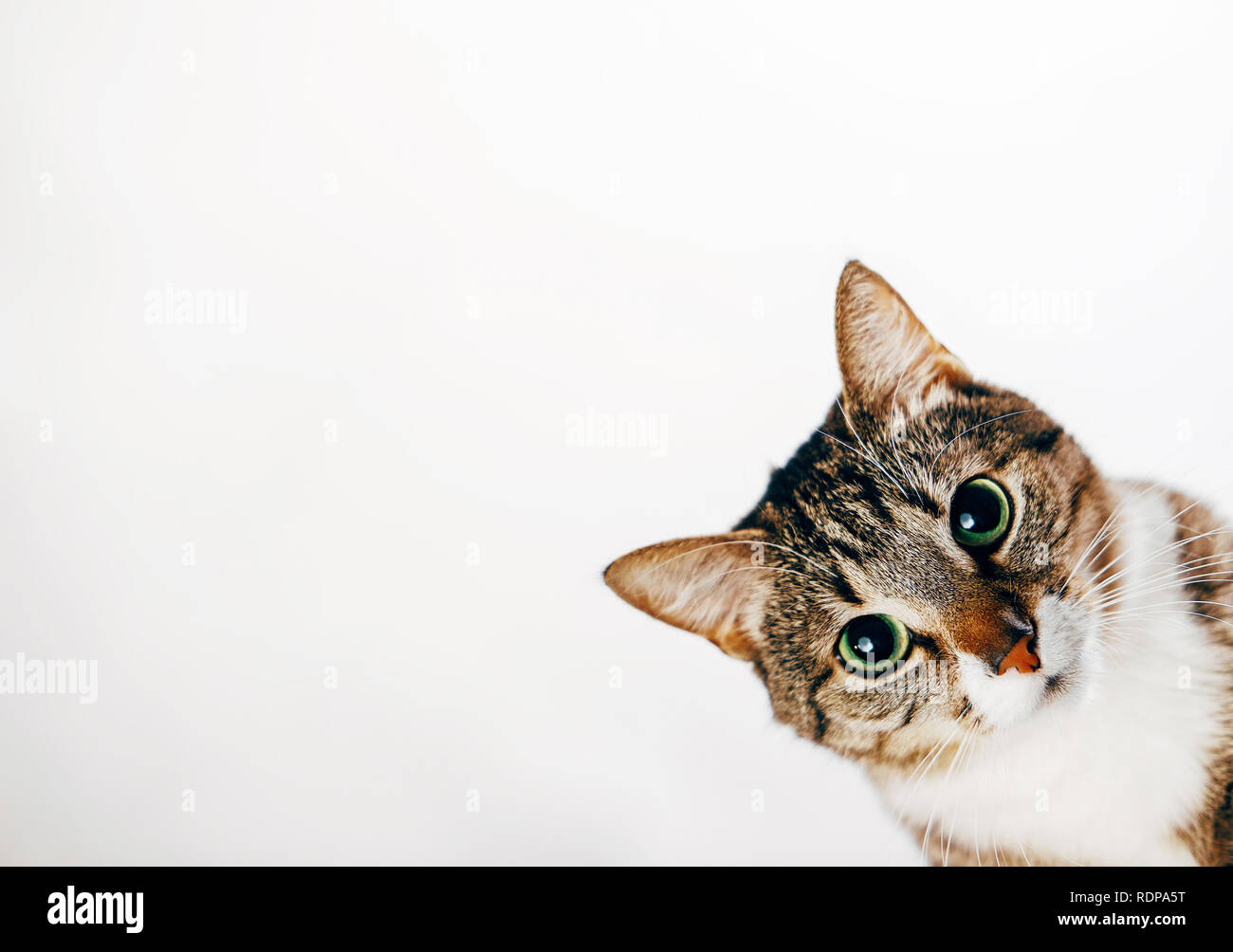 Die Katze schaut auf weißem Hintergrund späht um die Ecke ...