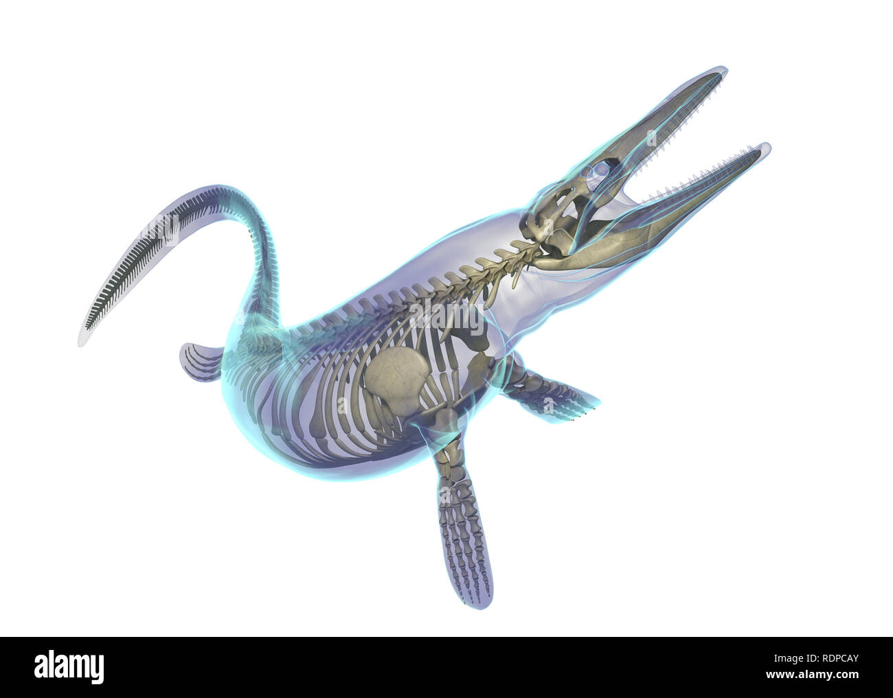 Mosasaurus Skelett vor einem weißen Hintergrund, Illustration ...