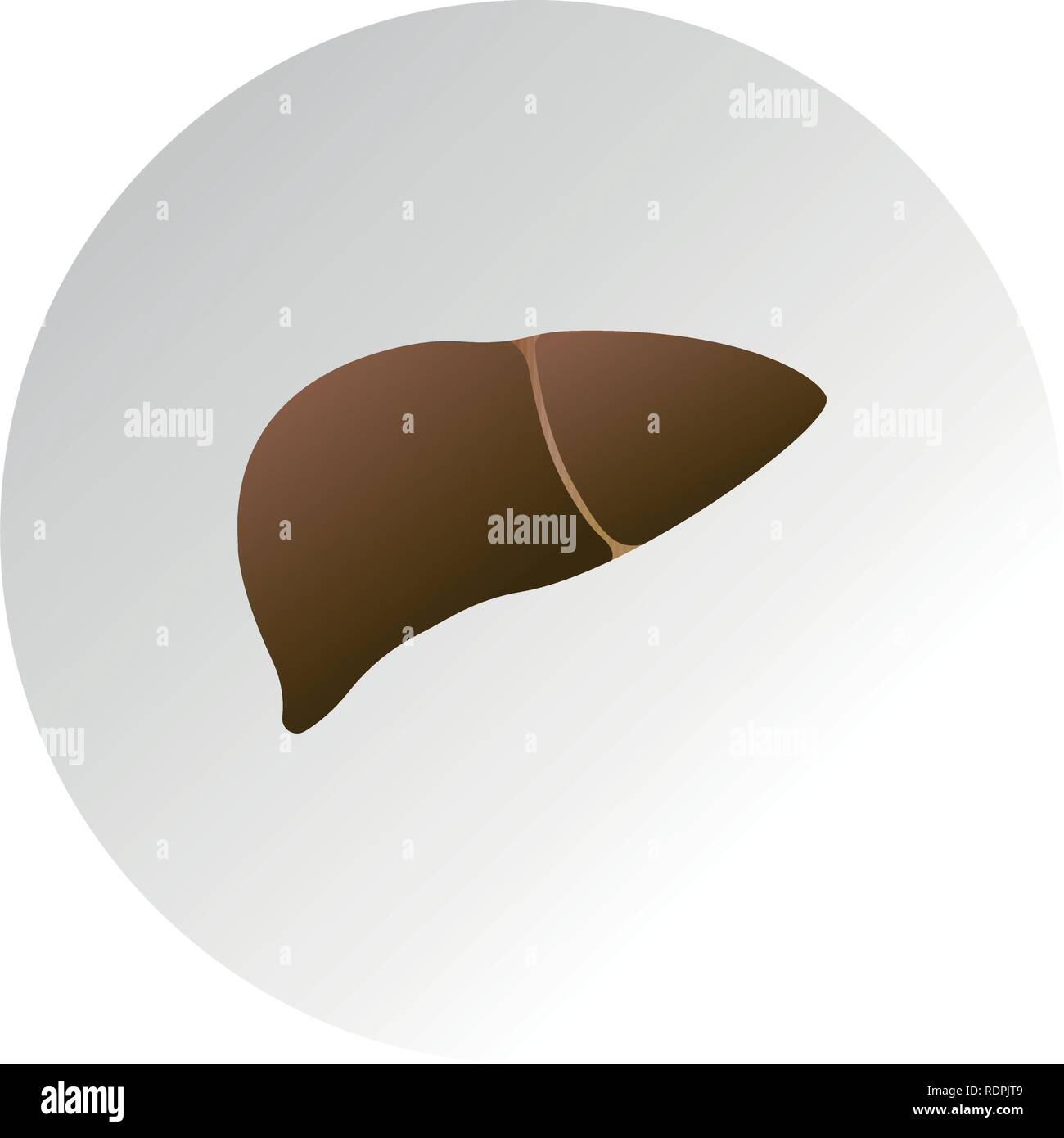 Leber ungesund, menschliche internen Organ Bild, zirrhose der Leber ...