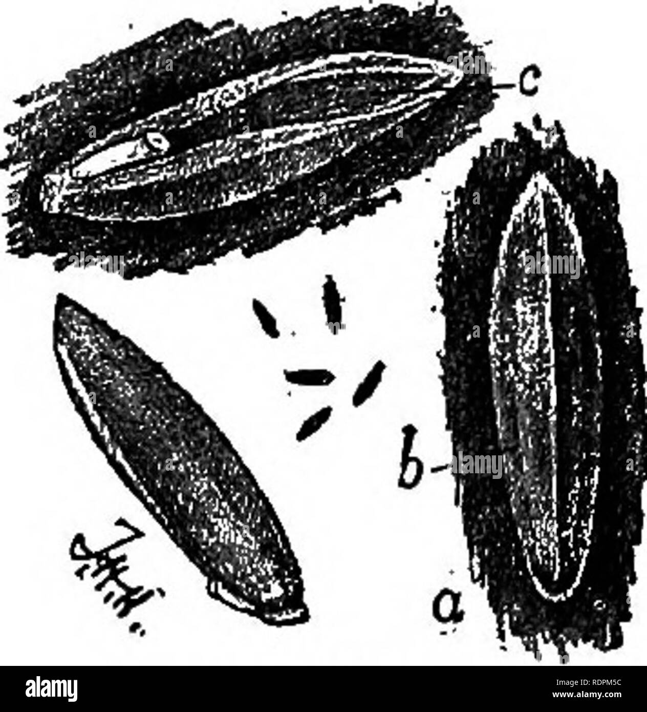 Spindel saatgut Schwarzweiß-Stockfotos und -bilder - Alamy