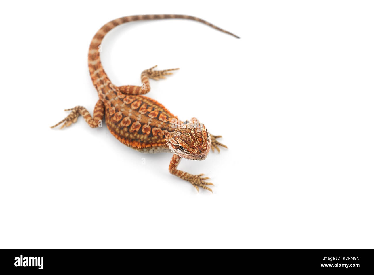 Red bearded dragon beard -Fotos und -Bildmaterial in hoher Auflösung ...