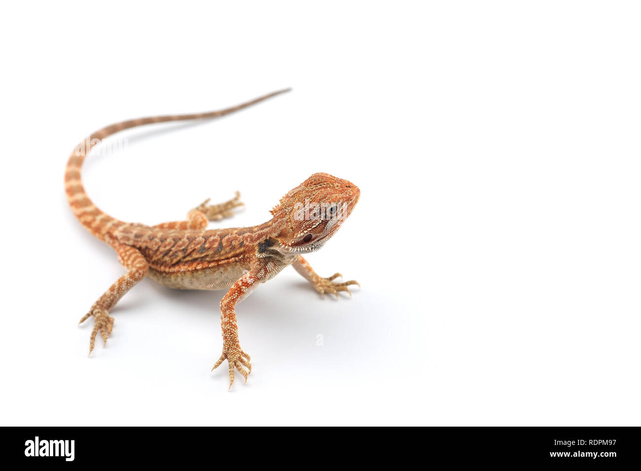 Roter bartagame -Fotos und -Bildmaterial in hoher Auflösung - Seite 2 ...