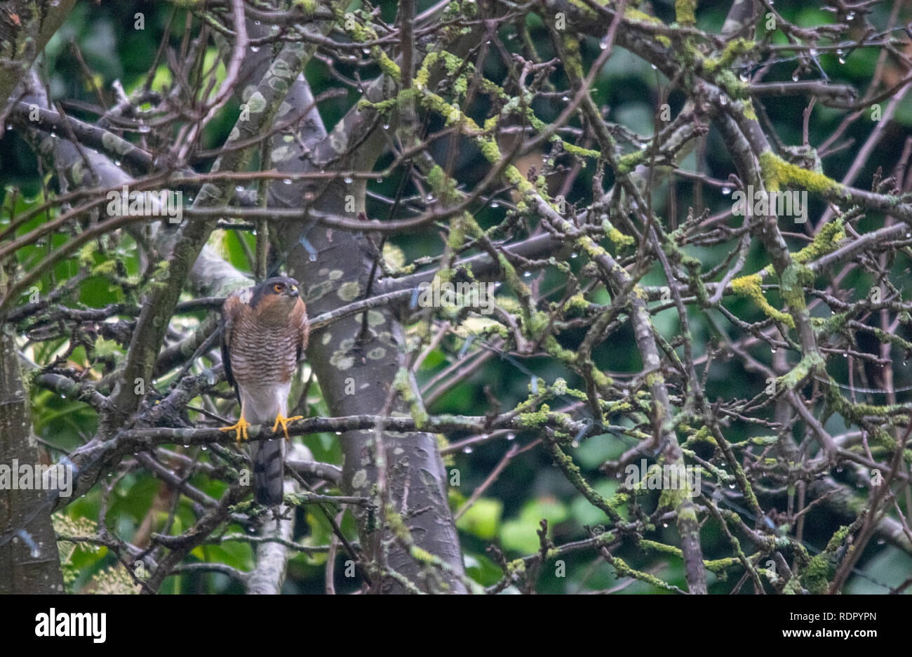 Jagd sperber -Fotos und -Bildmaterial in hoher Auflösung – Alamy