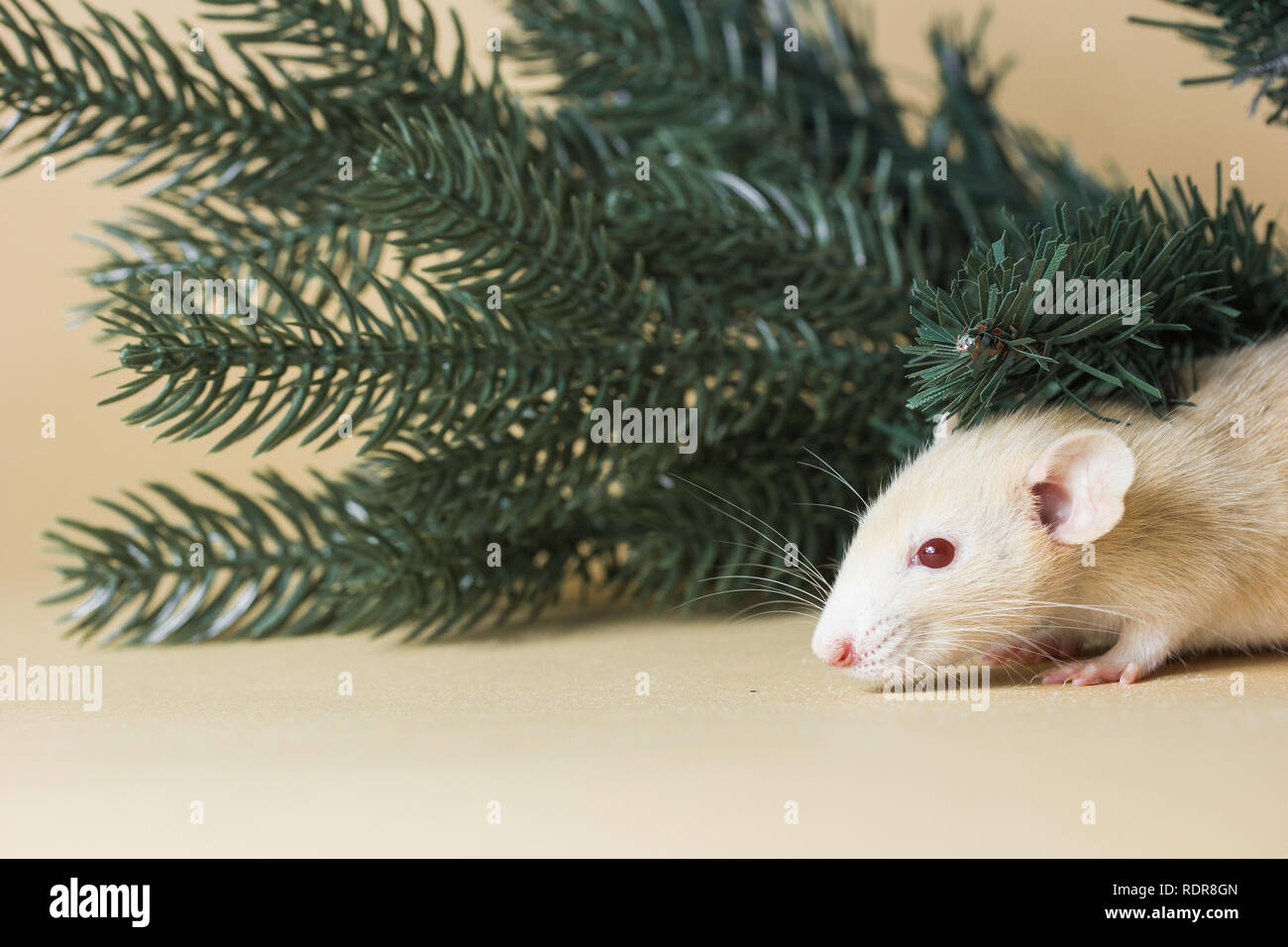 Ratte als symbol -Fotos und -Bildmaterial in hoher Auflösung – Alamy