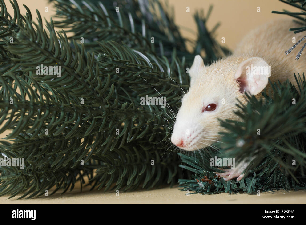 Ratte als symbol -Fotos und -Bildmaterial in hoher Auflösung – Alamy