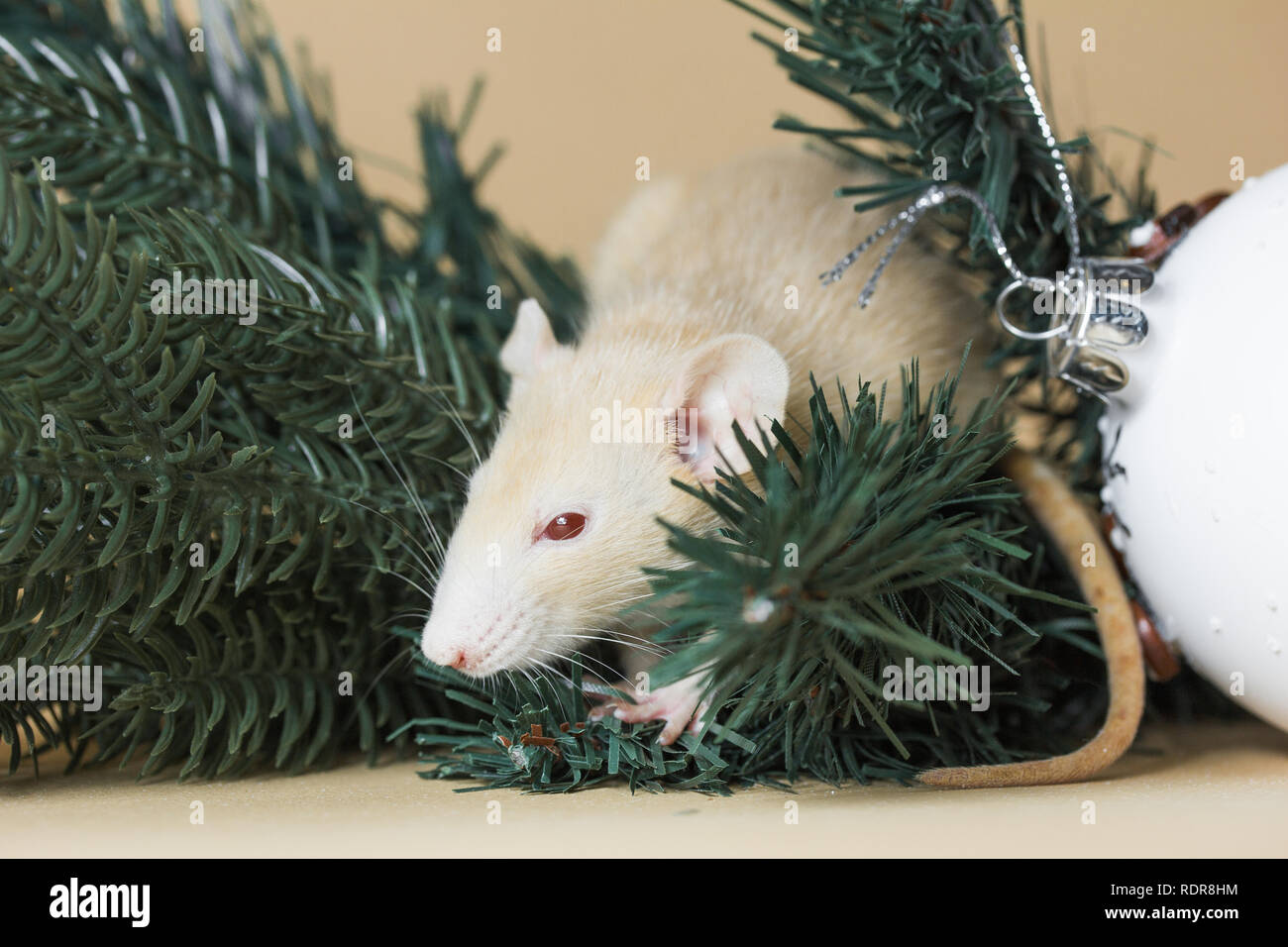 Ratte als symbol -Fotos und -Bildmaterial in hoher Auflösung – Alamy