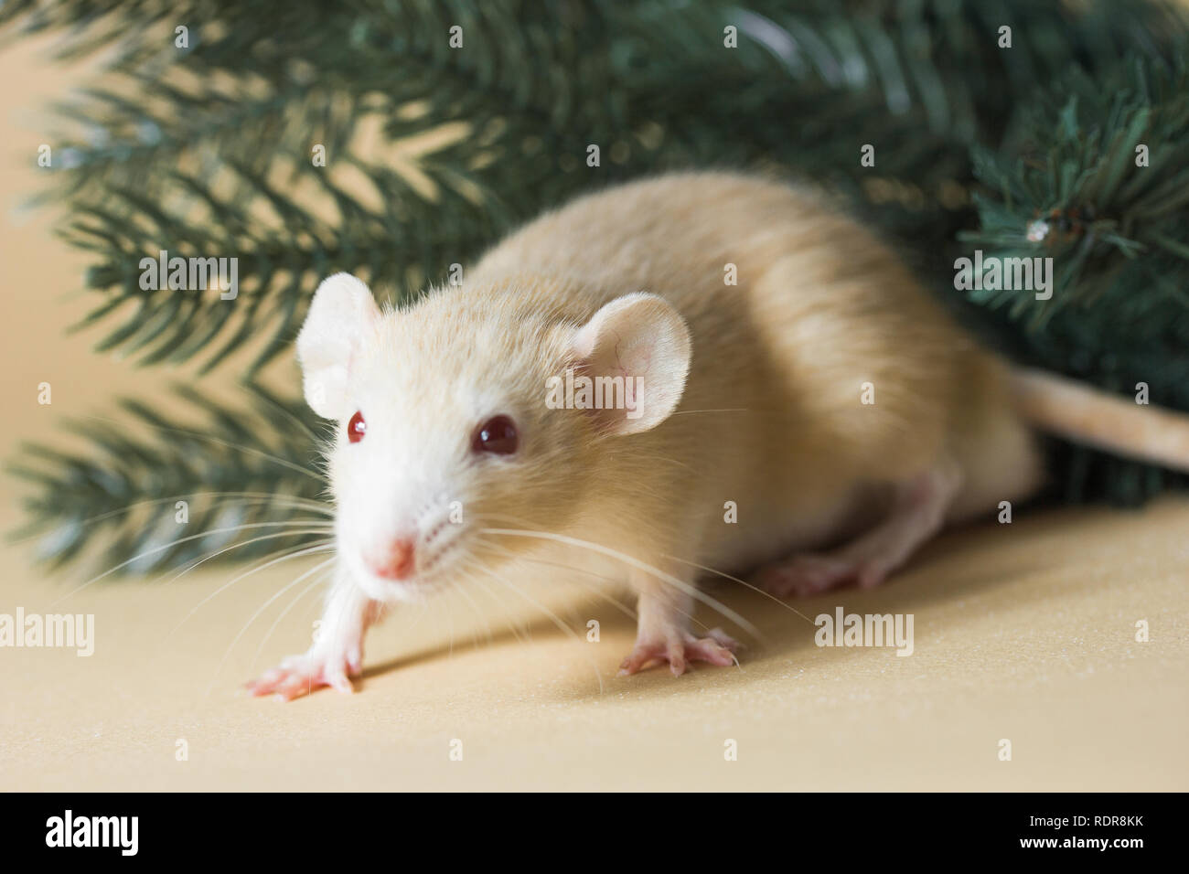 Ratte als symbol -Fotos und -Bildmaterial in hoher Auflösung – Alamy