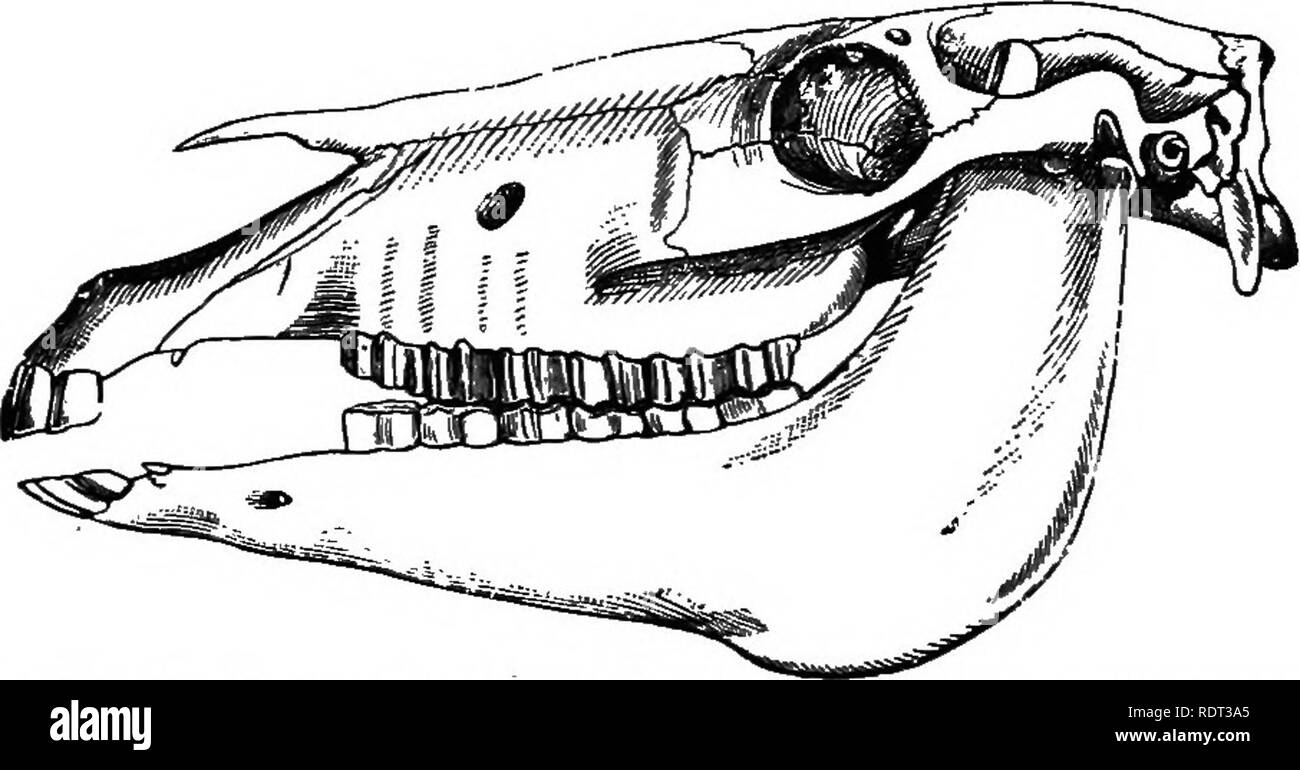 . Eine Einführung in das Studium der Zoologie. Zoologie. 288 EINE ...