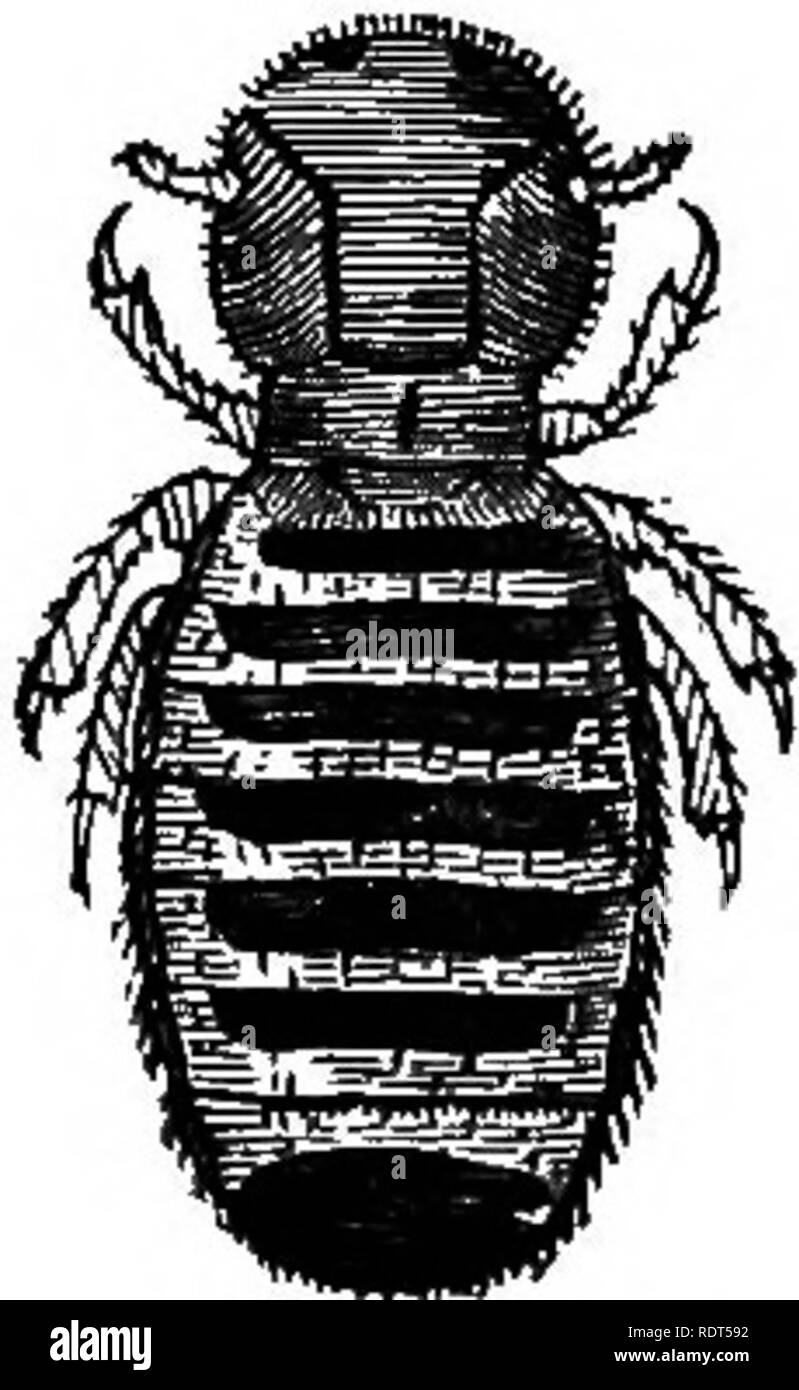 Daphnien ei -Fotos und -Bildmaterial in hoher Auflösung – Alamy