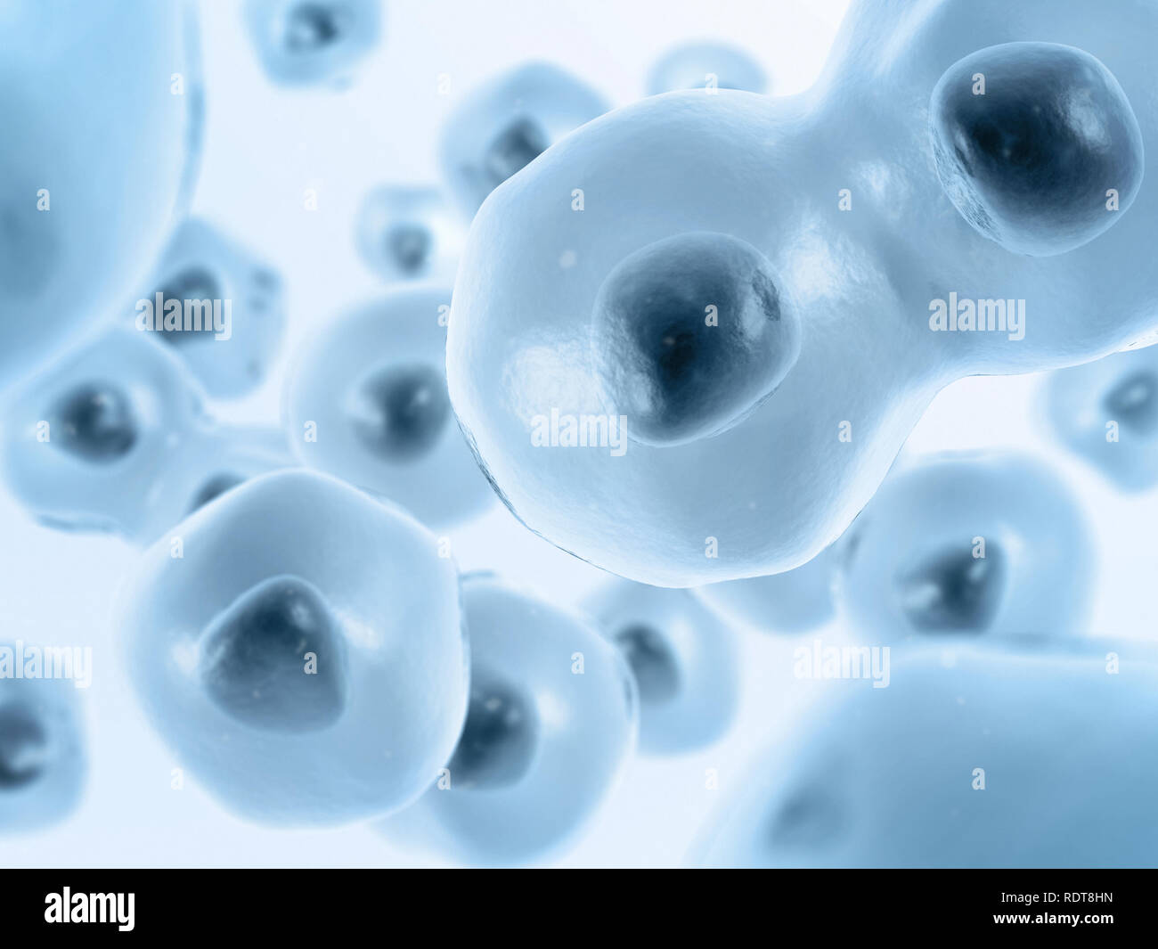 Cell division -Fotos und -Bildmaterial in hoher Auflösung – Alamy