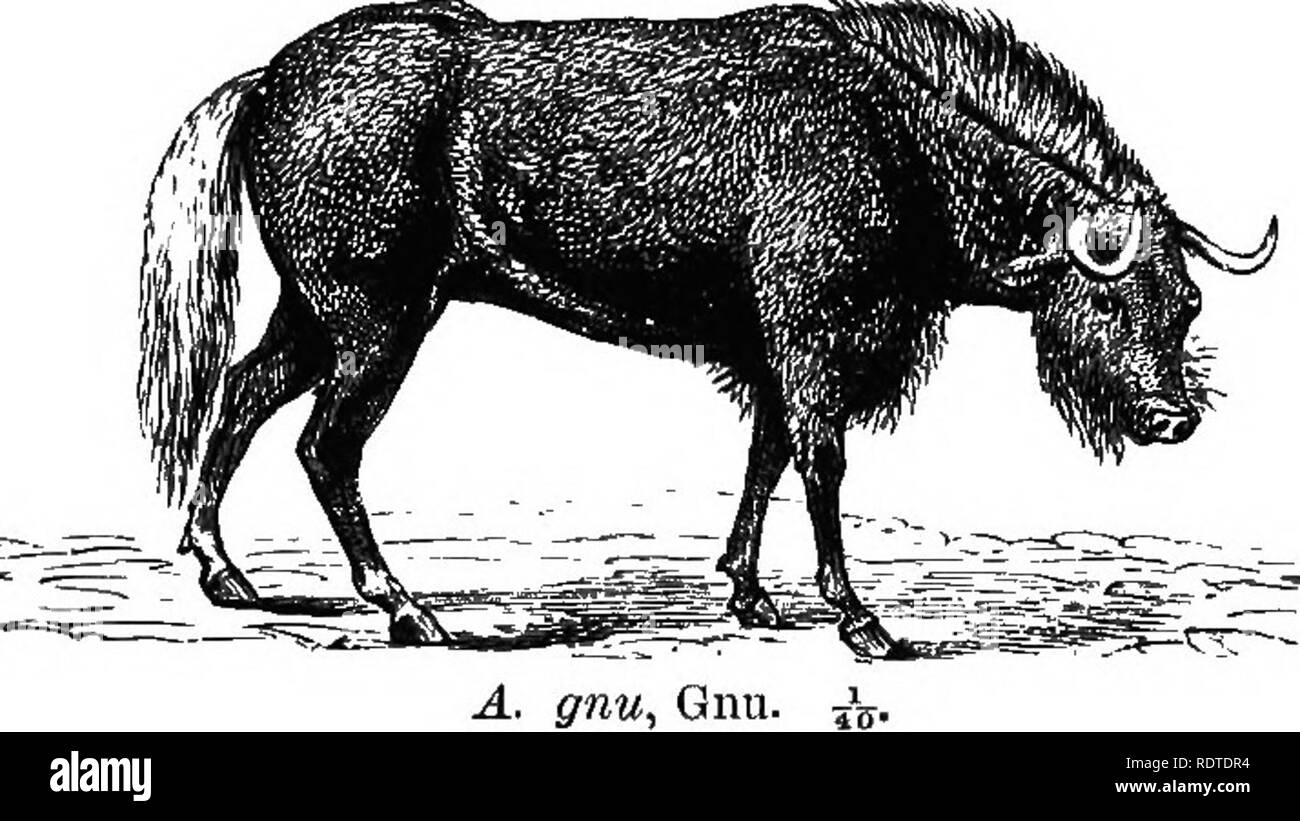 Einhorn verteidigt sich -Fotos und -Bildmaterial in hoher Auflösung – Alamy