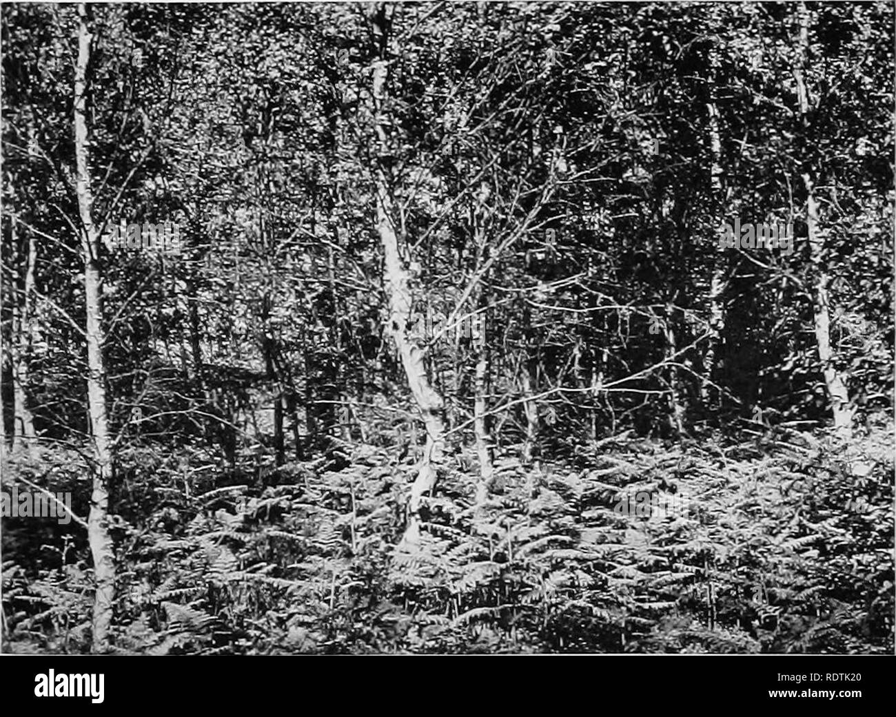 Arthur tansley -Fotos und -Bildmaterial in hoher Auflösung – Alamy