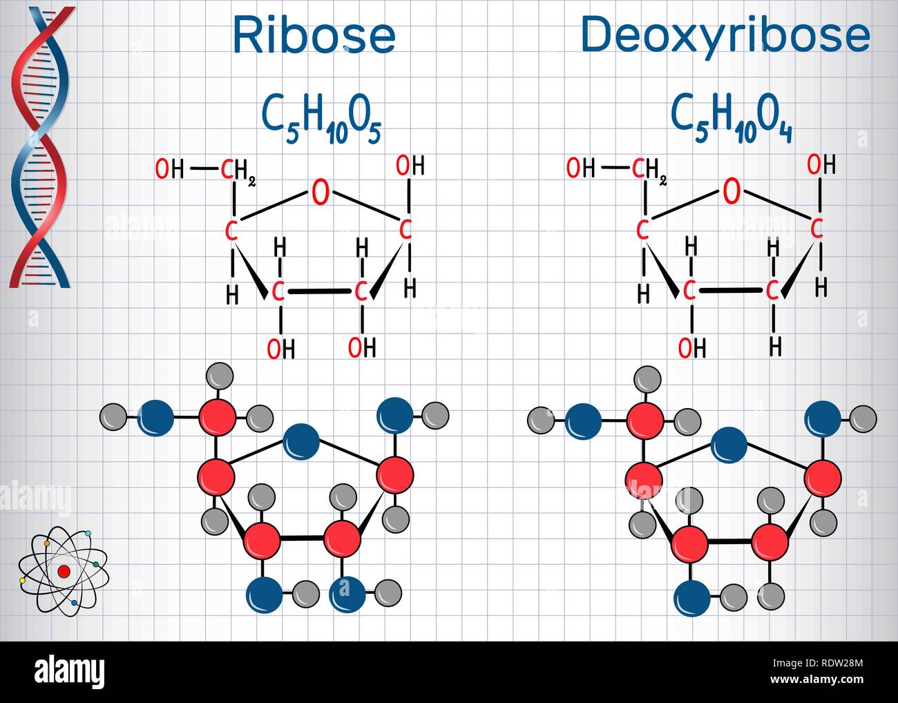 Ribose und desoxyribose Moleküle, sie sind Monosaccharide und bilden ...
