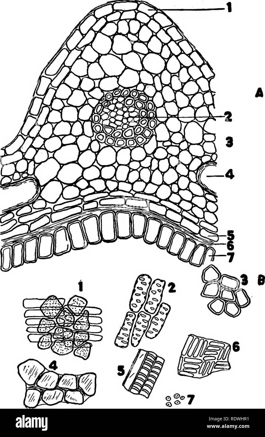 . Die Elemente der pflanzlichen Histologie. Anlage Anatomie. Platte 65 ...