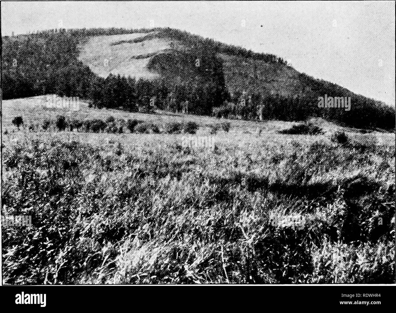 Sorbus Fruticosa Stockfotos und -bilder Kaufen - Alamy