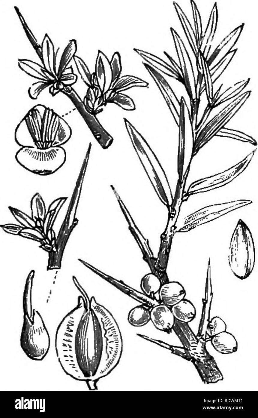. Abbildungen der britischen Flora: Eine Reihe von holzstichen, mit ...