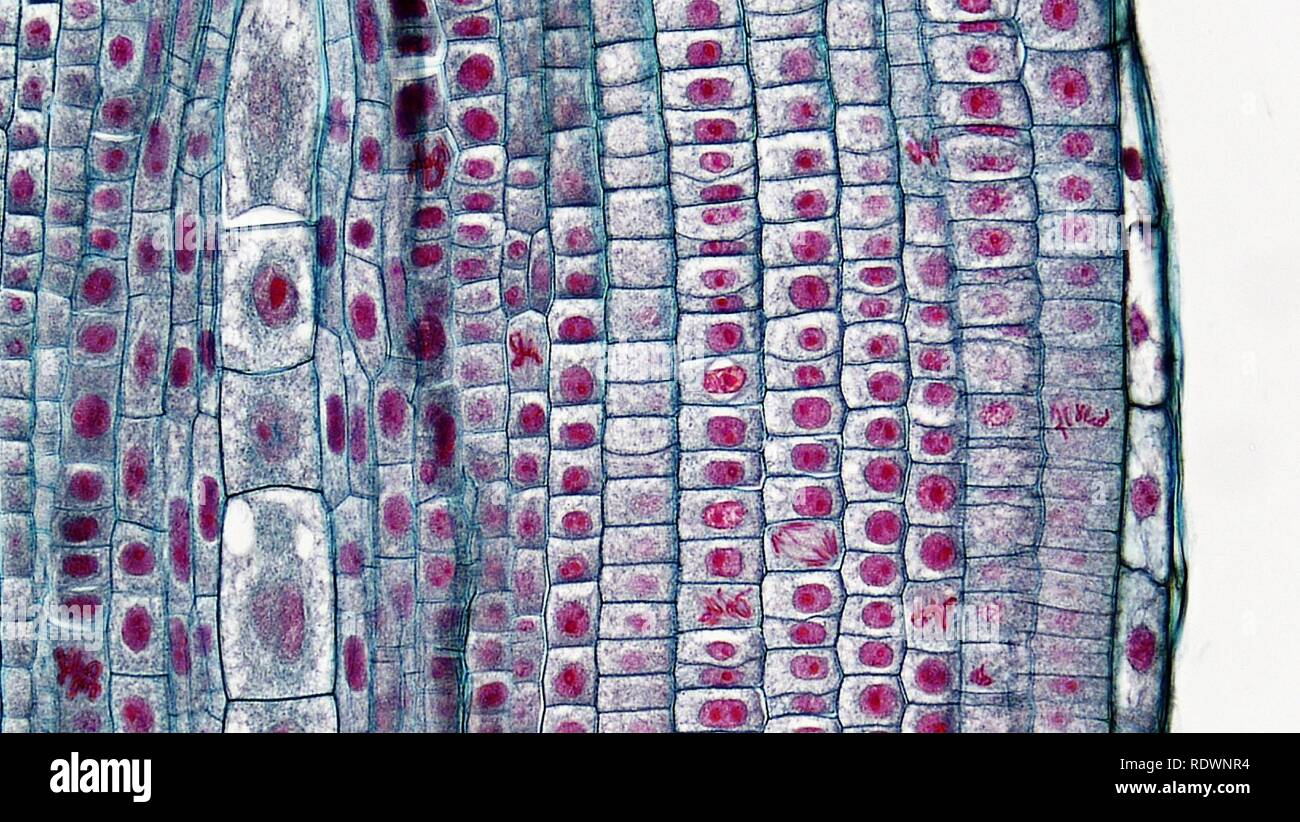 Onion Root Meristem Allium Root Tip Meristematic Zone As
