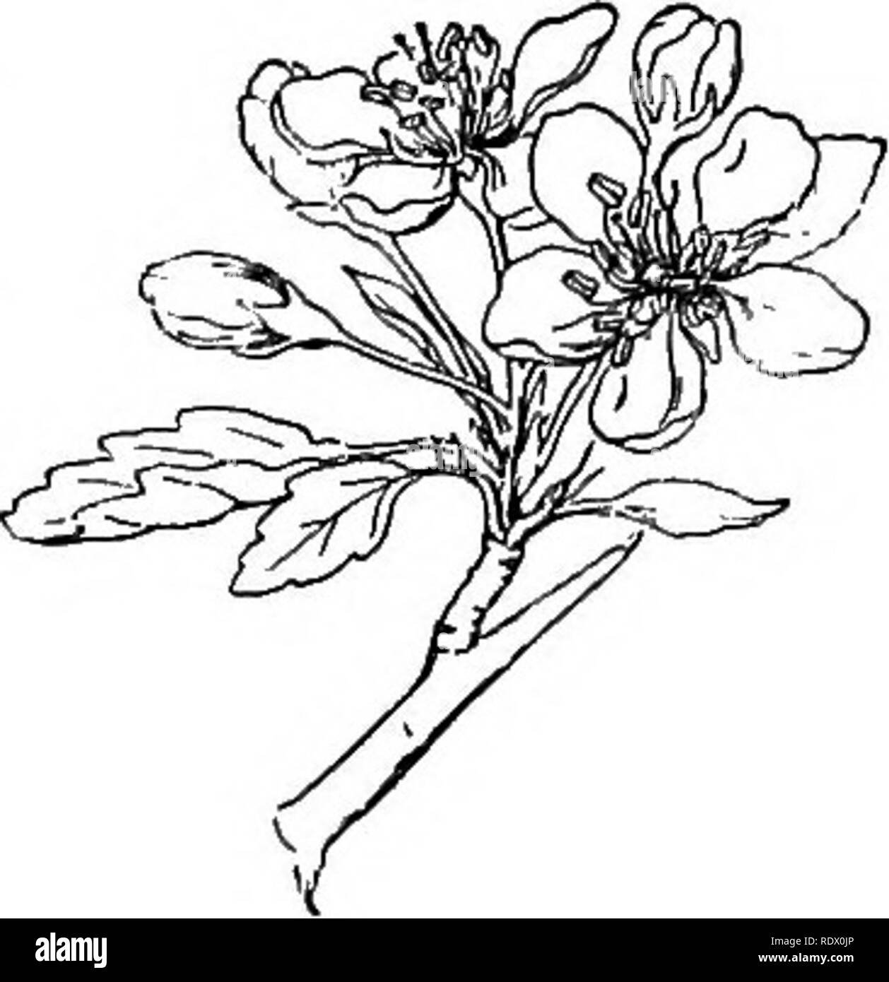 Pyrus arbutifolia -Fotos und -Bildmaterial in hoher Auflösung – Alamy