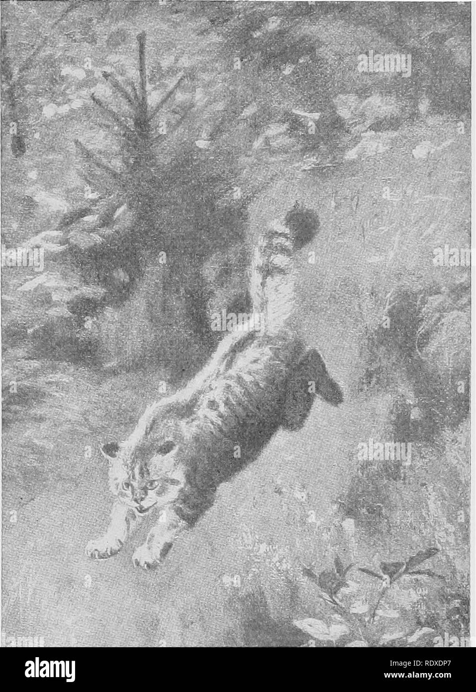Springende katze Schwarzweiß-Stockfotos und -bilder - Alamy