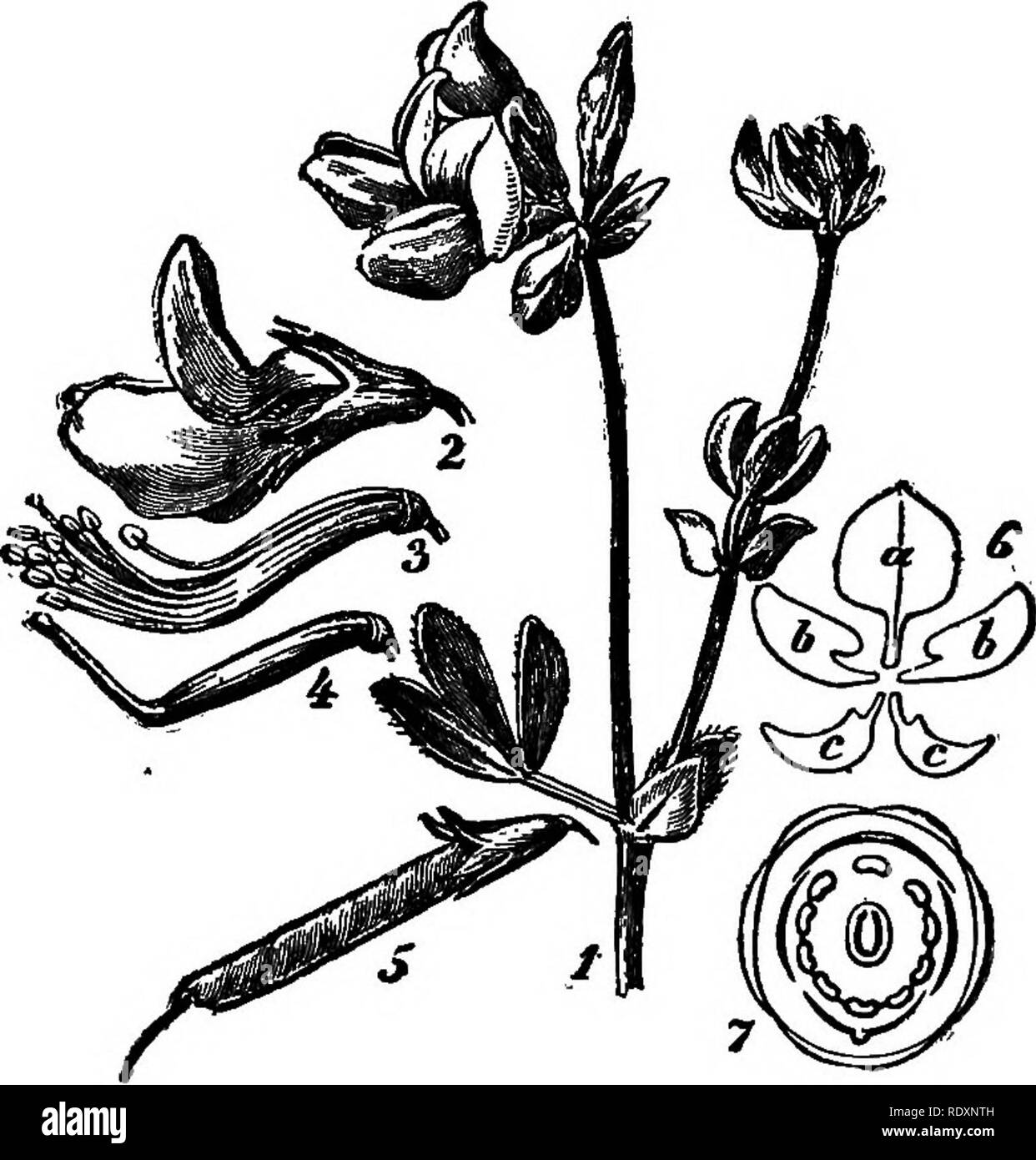 . Die Familien der Blütenpflanzen. Pflanzen; Phanerogamen. 136 Familien ...