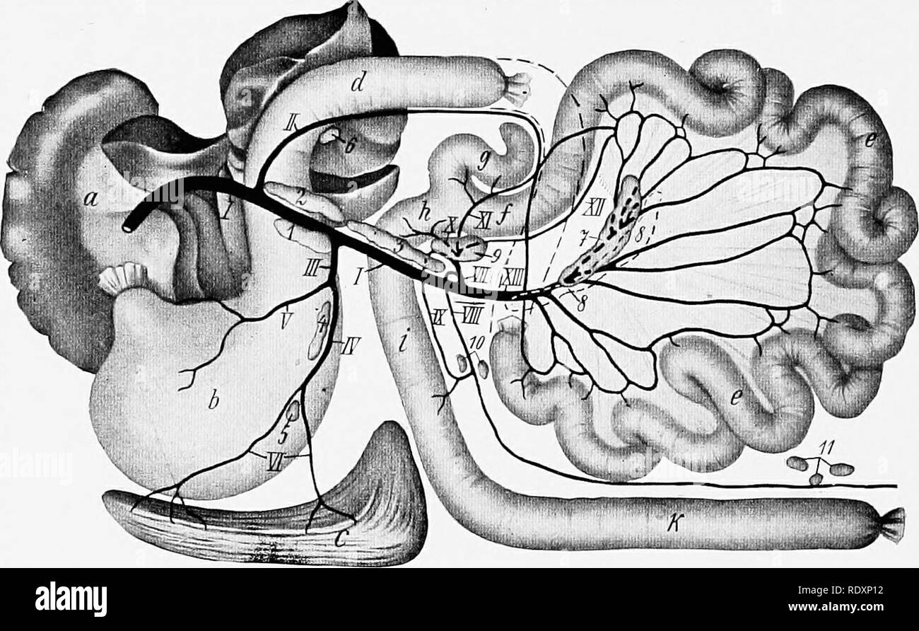. Die Anatomie der Haustiere. Veterinär Anatomie. 758 KREISLAUF DES ...