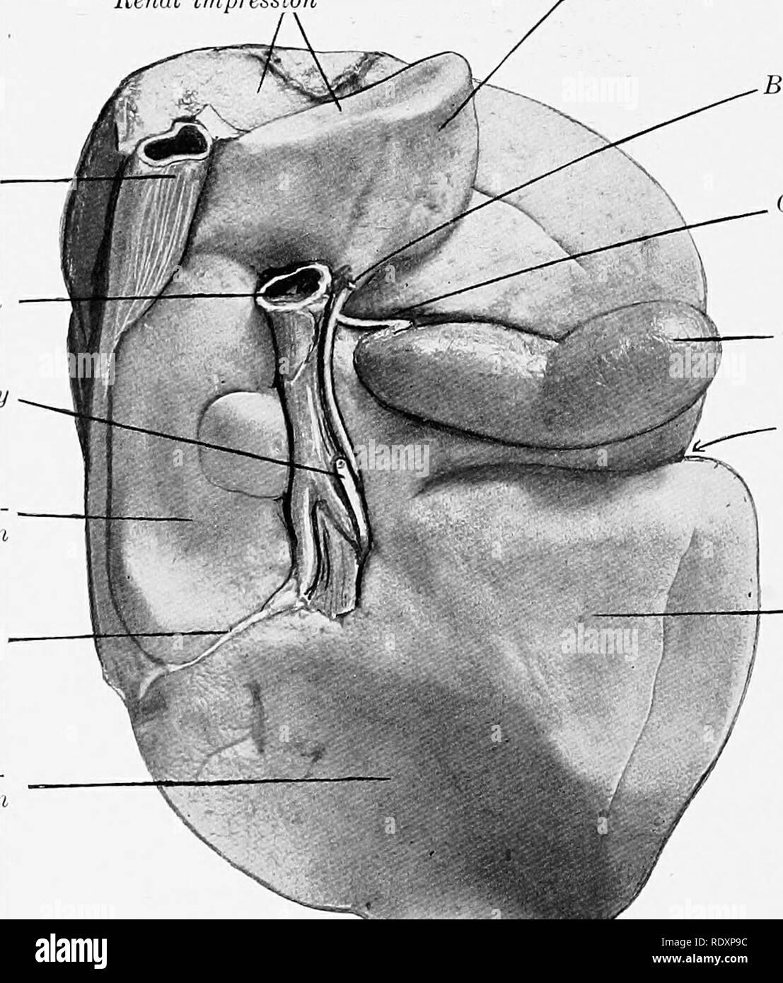 . Die Anatomie der Haustiere. Veterinär Anatomie. 476 VERDAUUNGSSYSTEM ...