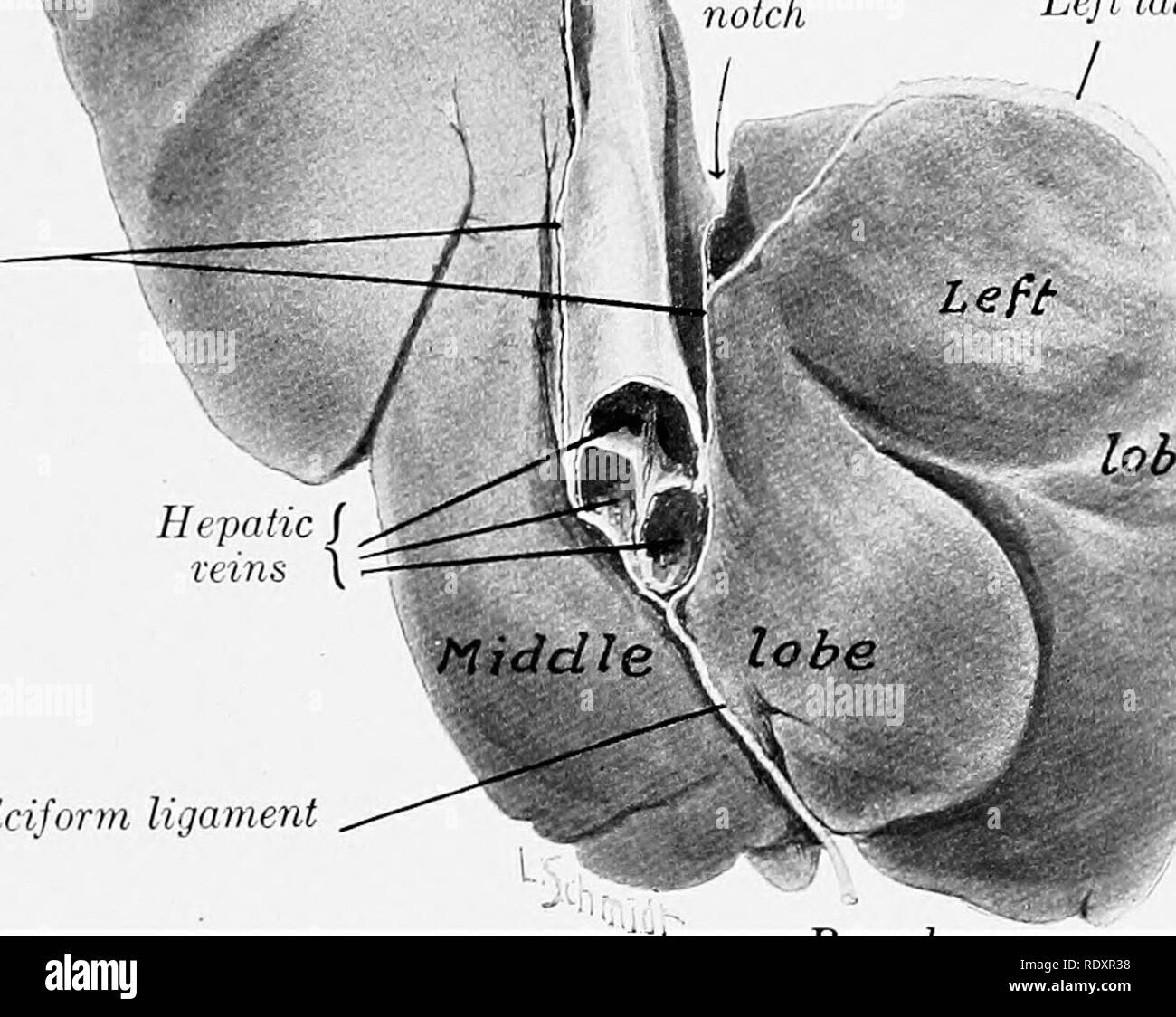 Falciform lappen -Fotos und -Bildmaterial in hoher Auflösung – Alamy