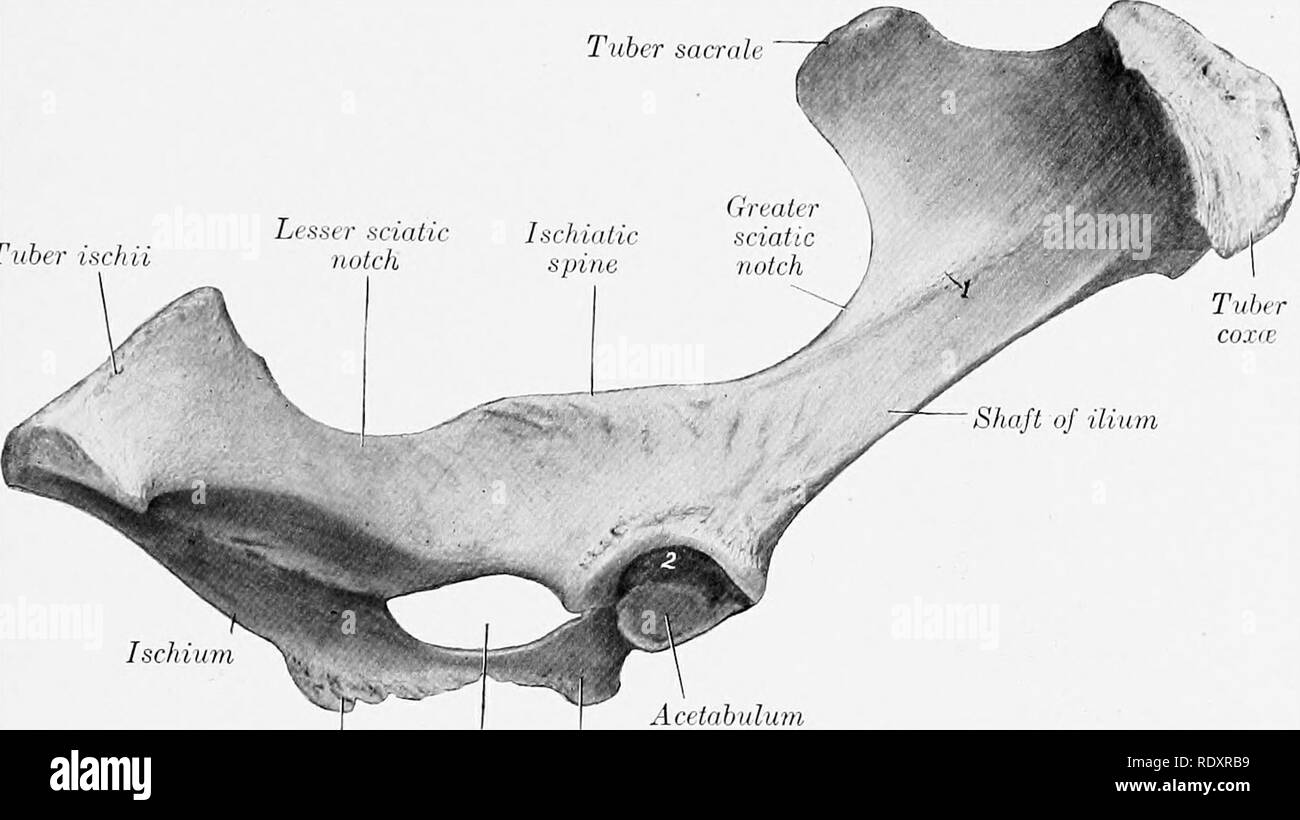 . Die Anatomie der Haustiere. Veterinär Anatomie. Knochen DES BECKENS ...