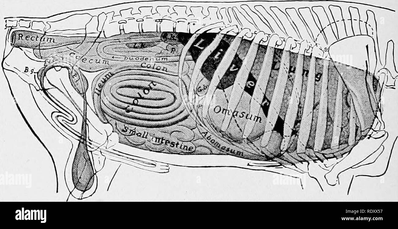 . Beurteilung der Nutztiere. Viehbestand. 212 BEURTEILUNG NUTZTIERE die ...