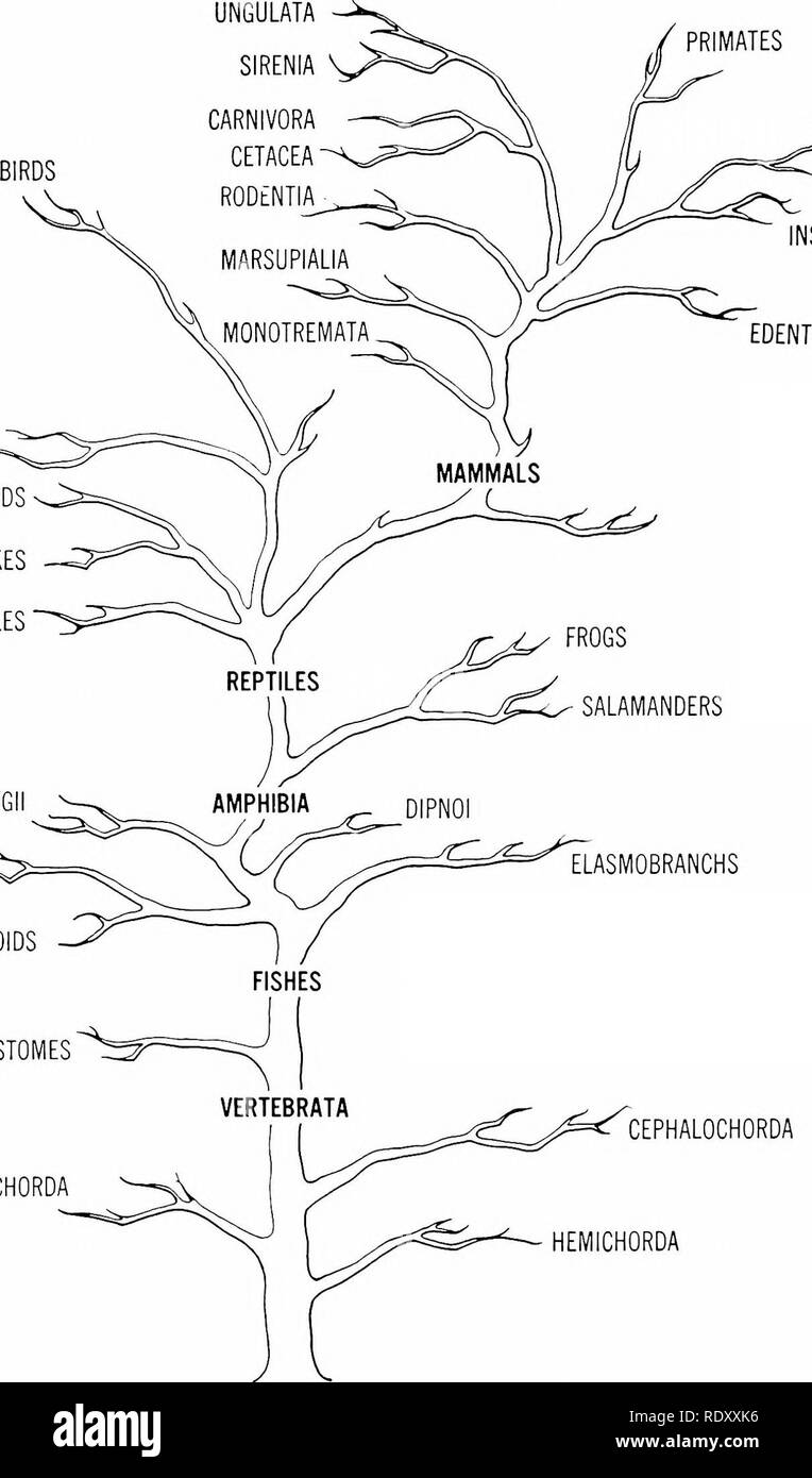. Grundsätze der modernen Biologie. Biologie. 560 - Vererbung und ...
