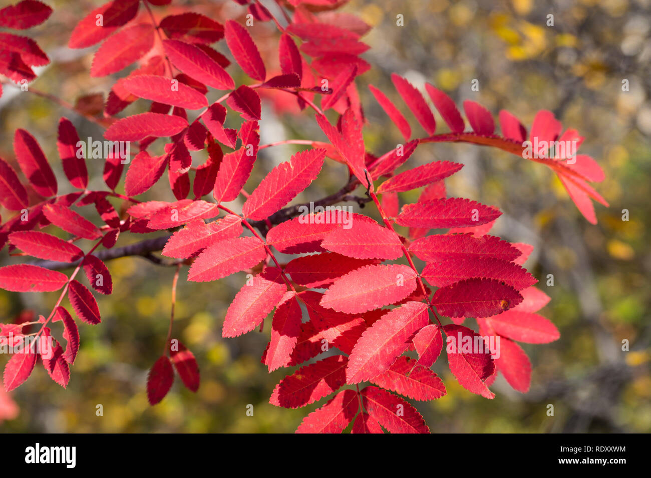 Sorbus aucuparia herbst -Fotos und -Bildmaterial in hoher Auflösung – Alamy