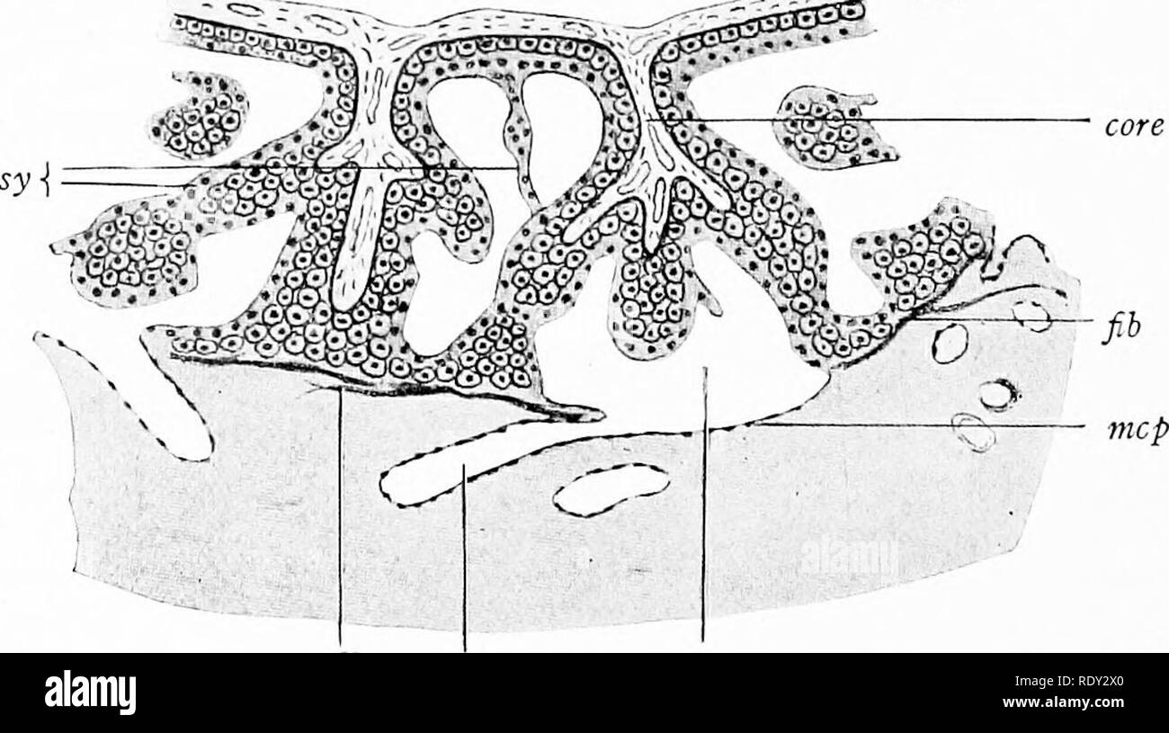 Plazenta phase -Fotos und -Bildmaterial in hoher Auflösung – Alamy