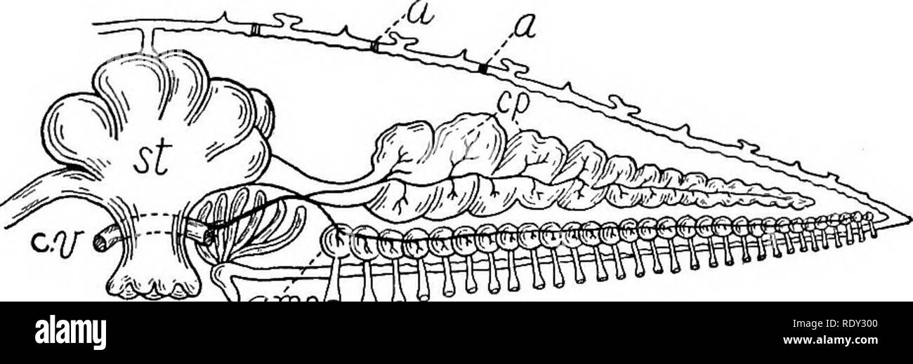 Seestern anatomie -Fotos und -Bildmaterial in hoher Auflösung - Seite 2 ...