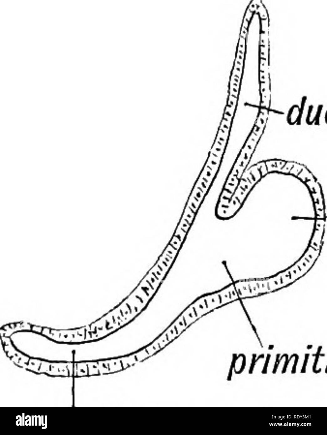 . Menschliche Embryologie und Morphologie. Embryologie, Menschliche ...