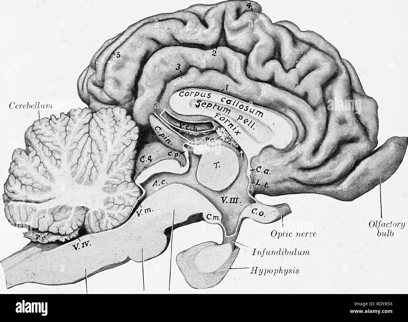 . Die Anatomie der Haustiere. Veterinär Anatomie. 838 DAS NERVENSYSTEM ...