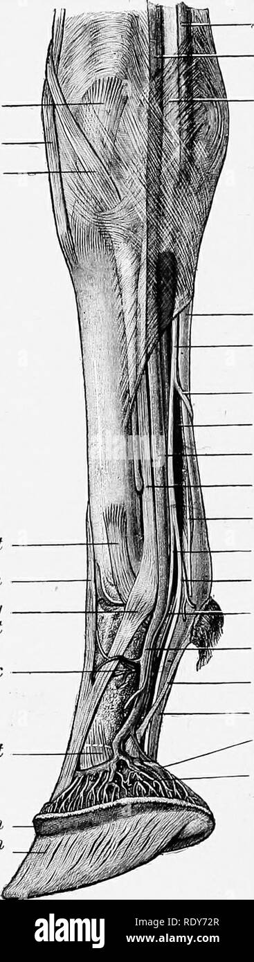 Flexor carpi radialis pferd -Fotos und -Bildmaterial in hoher Auflösung ...