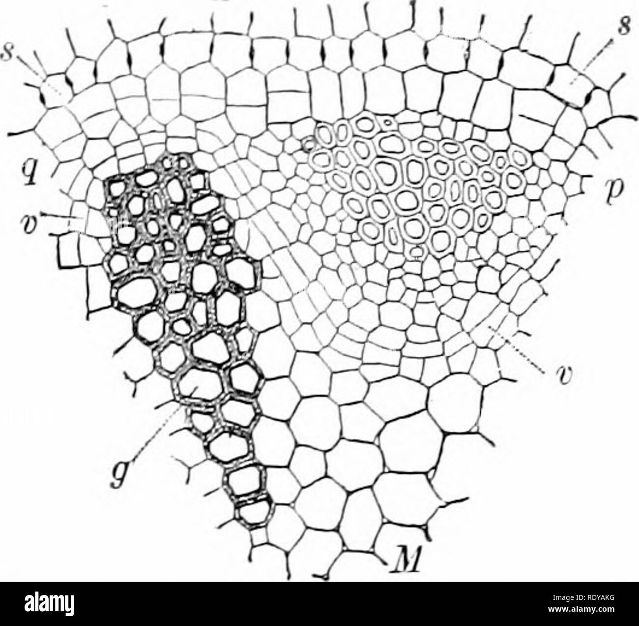 Parts Of The Cortex Stockfotos & Parts Of The Cortex Bilder - Alamy