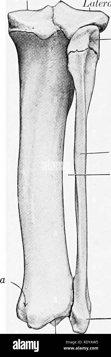. Die Anatomie der Haustiere. Veterinär Anatomie. Medialen condylus ...