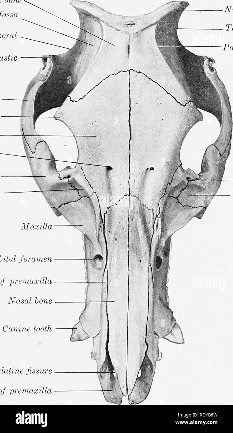 . Die Anatomie der Haustiere. Veterinär Anatomie. CRANIUM 169 oberen ...