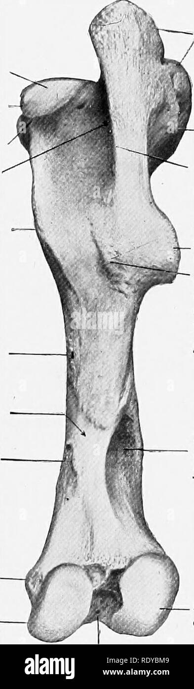 . Die Anatomie der Haustiere. Veterinär Anatomie. Medial epi-kondylus ...