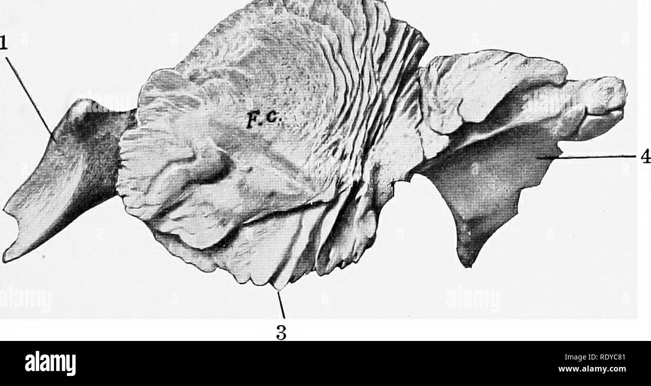 . Die Anatomie der Haustiere. Veterinär Anatomie. Abb. 38.- Rechts ...