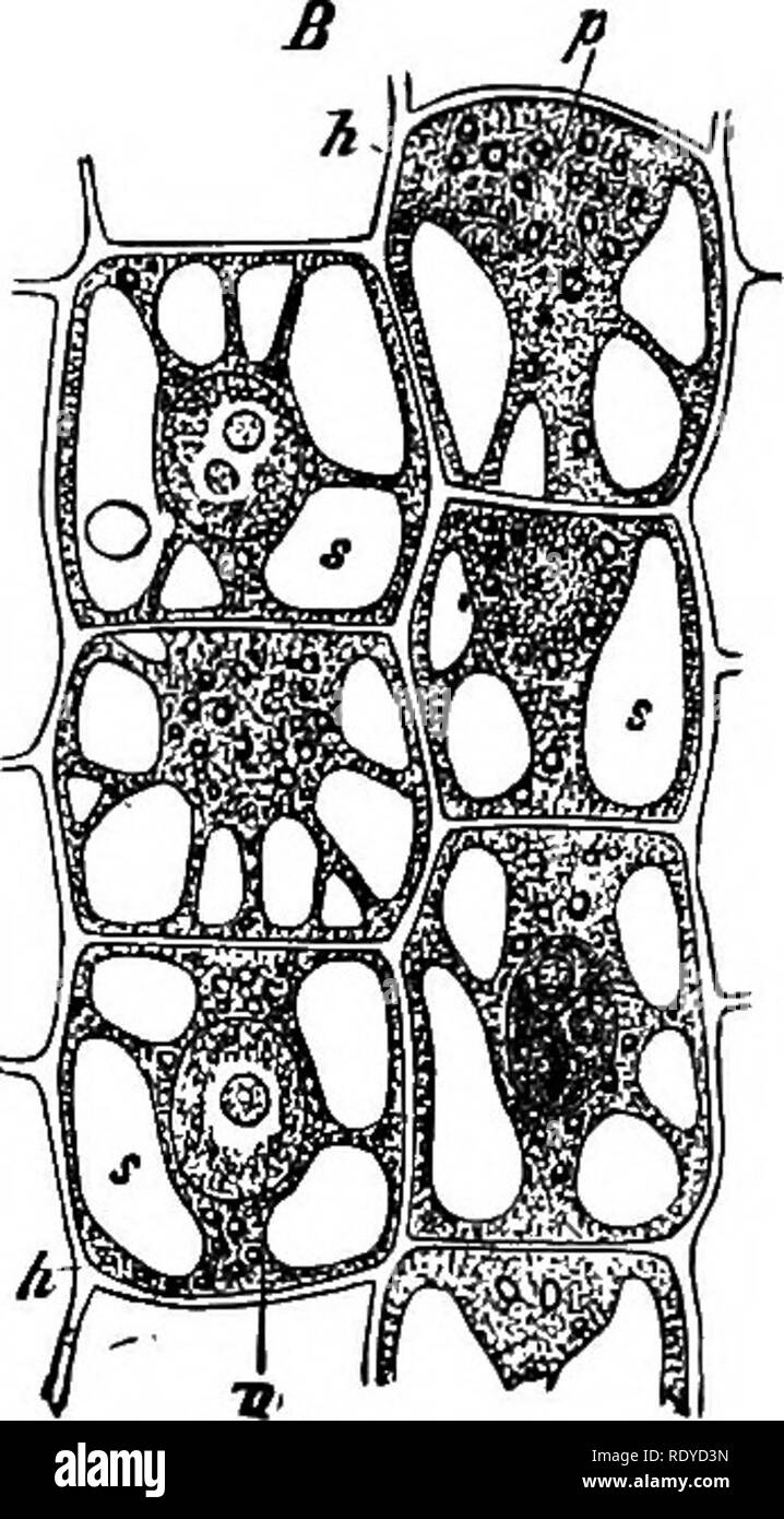 . Die Grundlagen der Botanik. Botanik. Protoplasma UND ANLAGE-0 ELL 8 ...