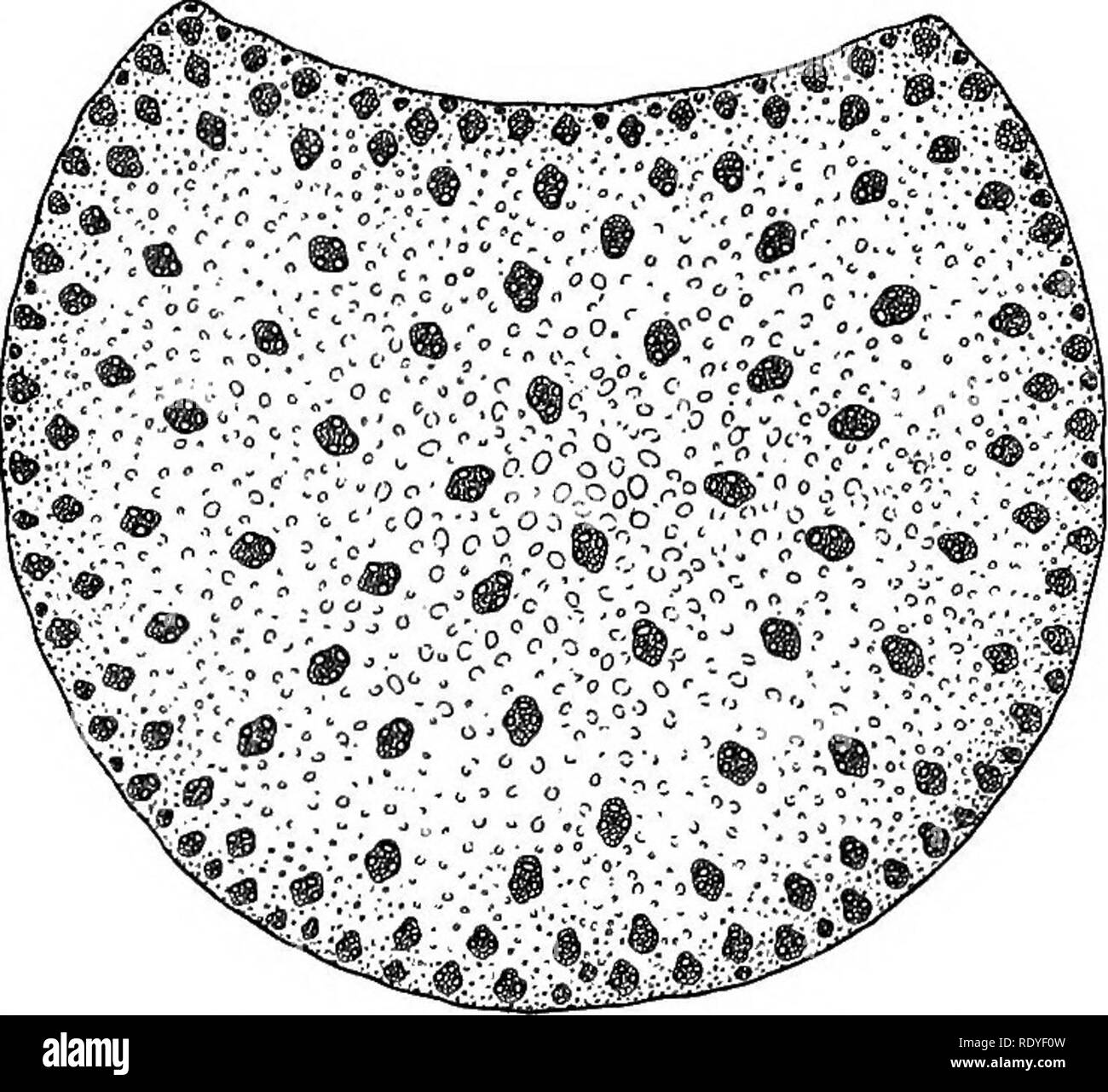 83 ers -Fotos und -Bildmaterial in hoher Auflösung – Alamy