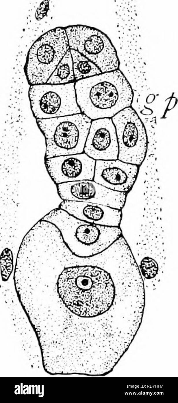 . Morphologie der Angiospermen (Morphologie der spermatophyten. Teil II ...