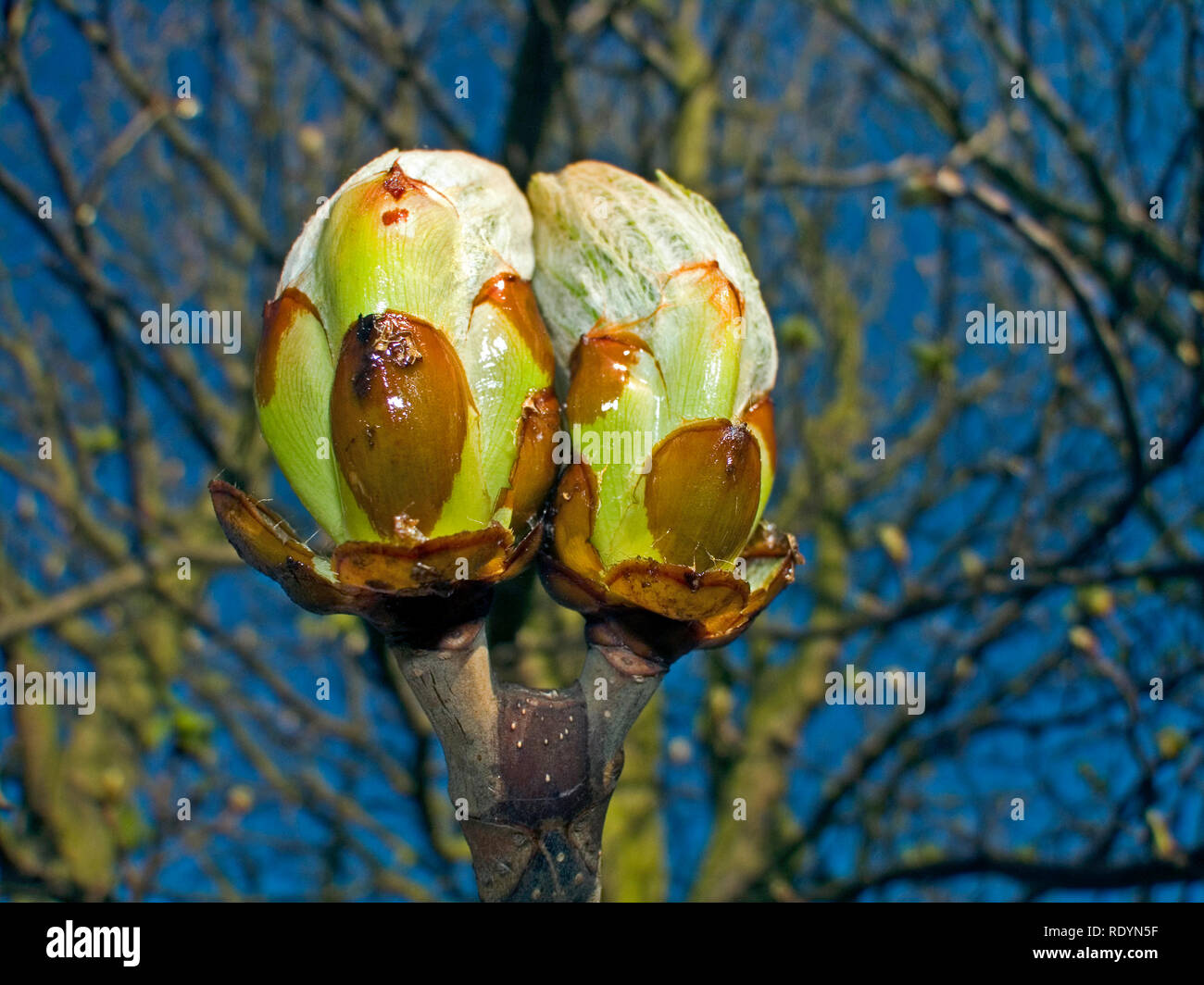 Klebrige knospe -Fotos und -Bildmaterial in hoher Auflösung – Alamy