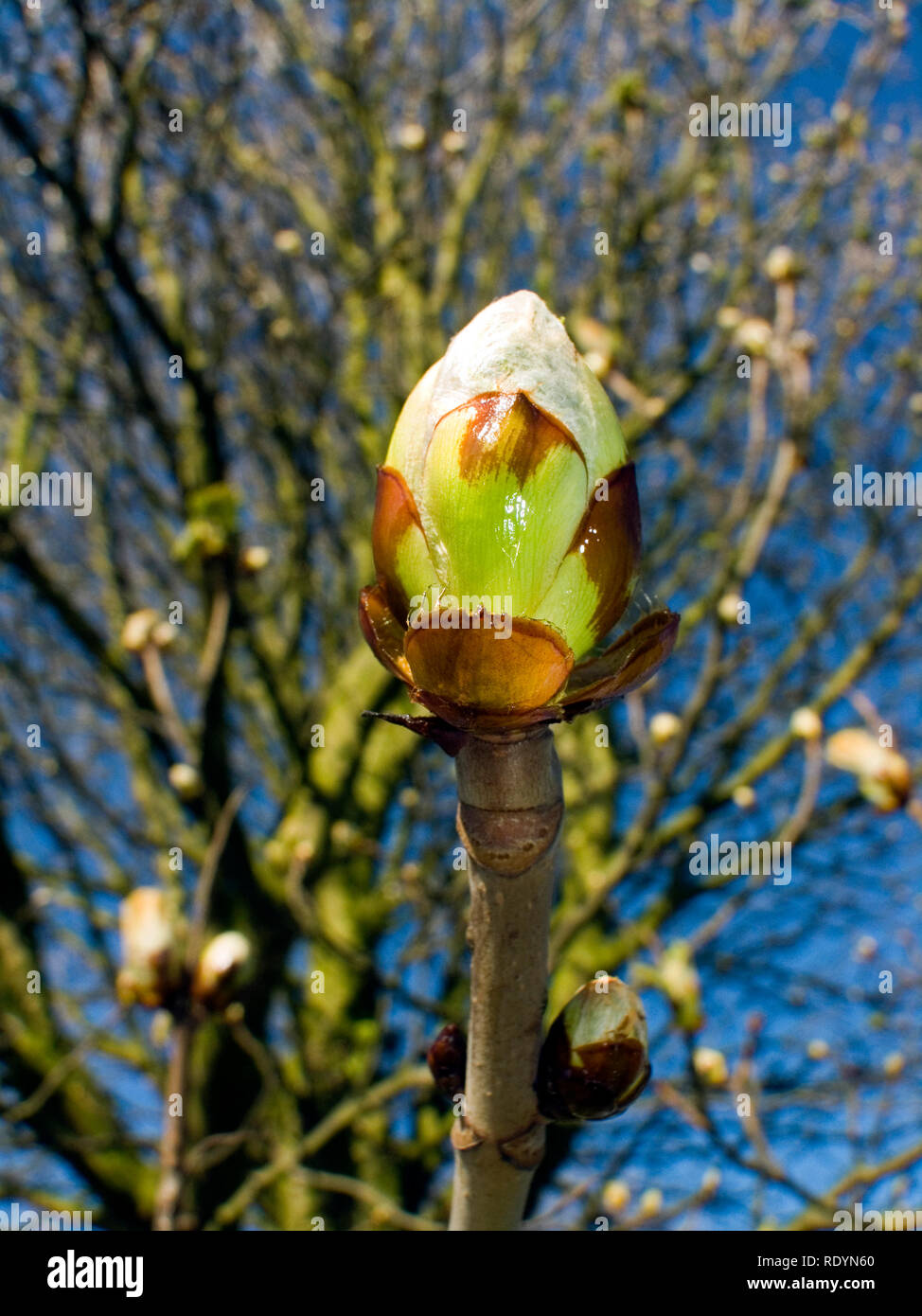 Klebrige knospe -Fotos und -Bildmaterial in hoher Auflösung – Alamy