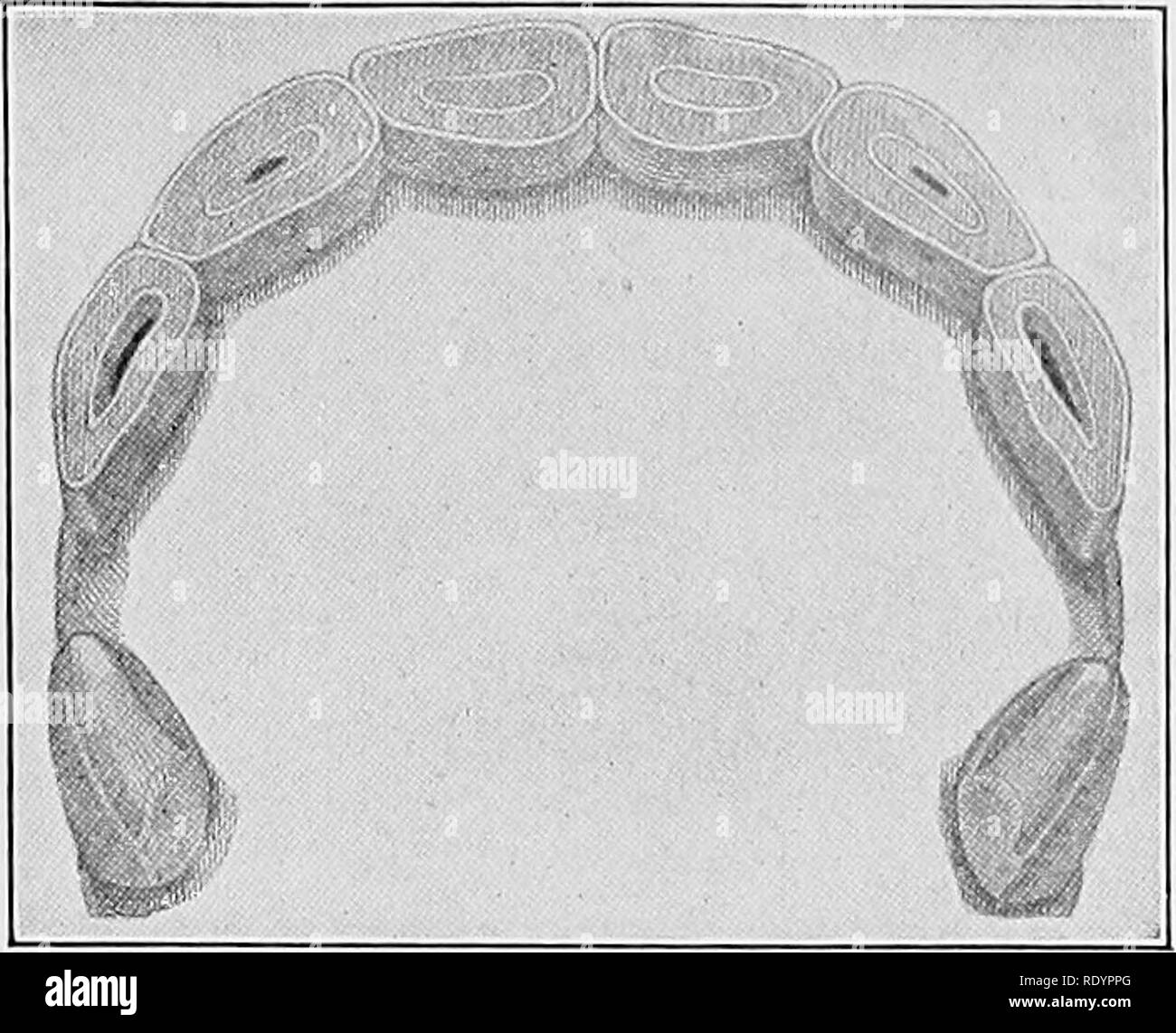 Knochen des pferdes im laufe der jahre -Fotos und -Bildmaterial in ...