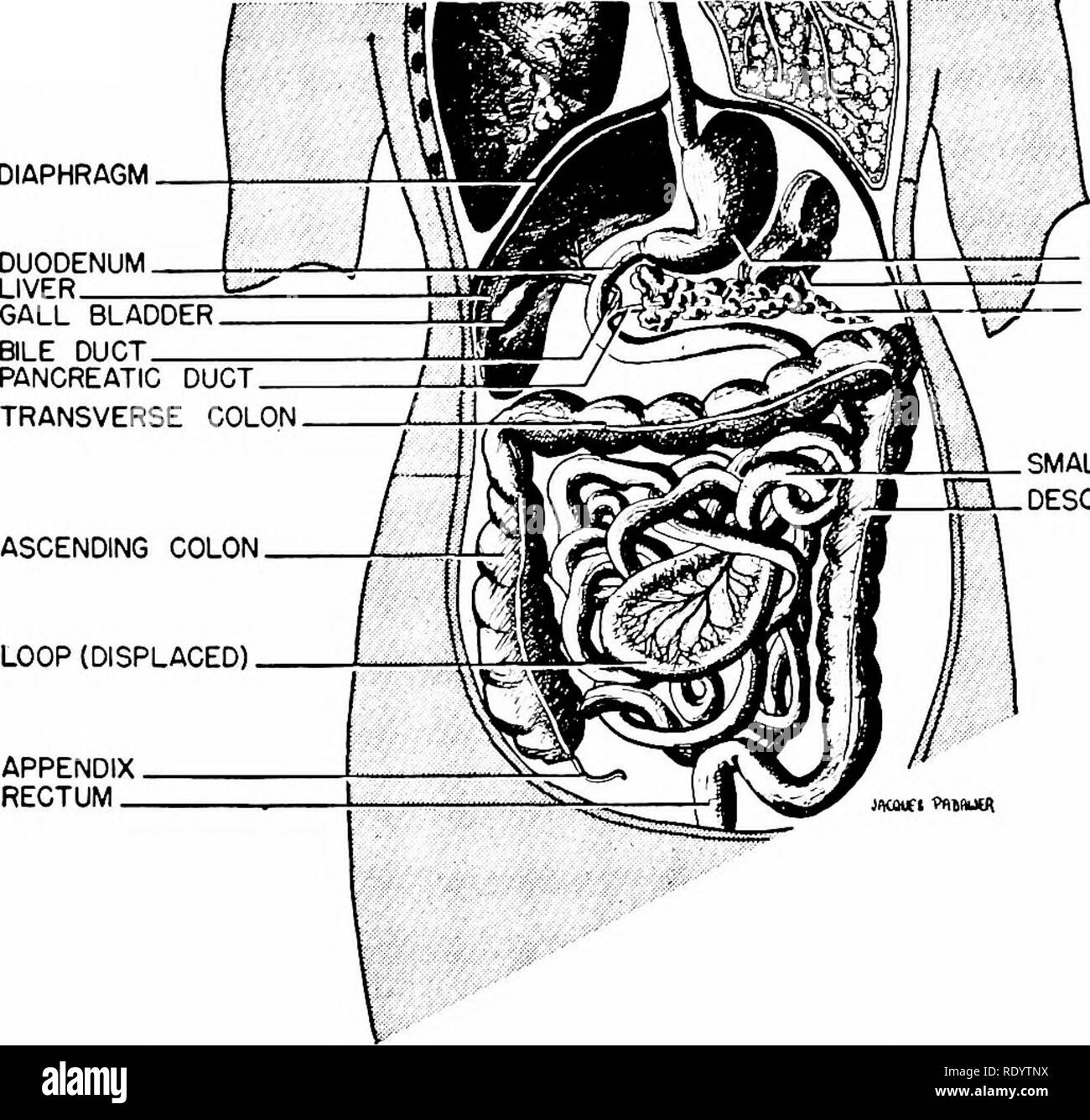 Human small intestine wall -Fotos und -Bildmaterial in hoher Auflösung ...