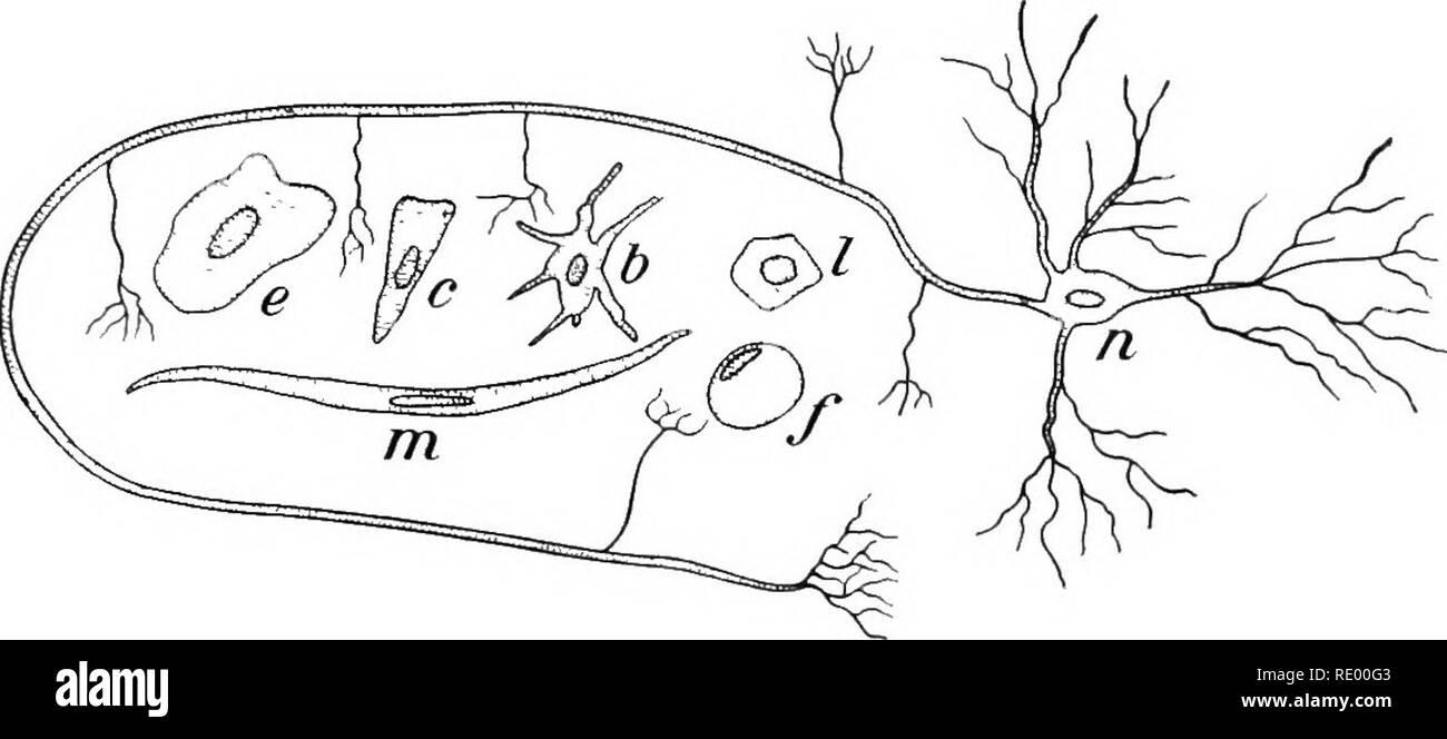 . Grundlagen der Biologie in Probleme. Biologie. Die METAZOEN ...
